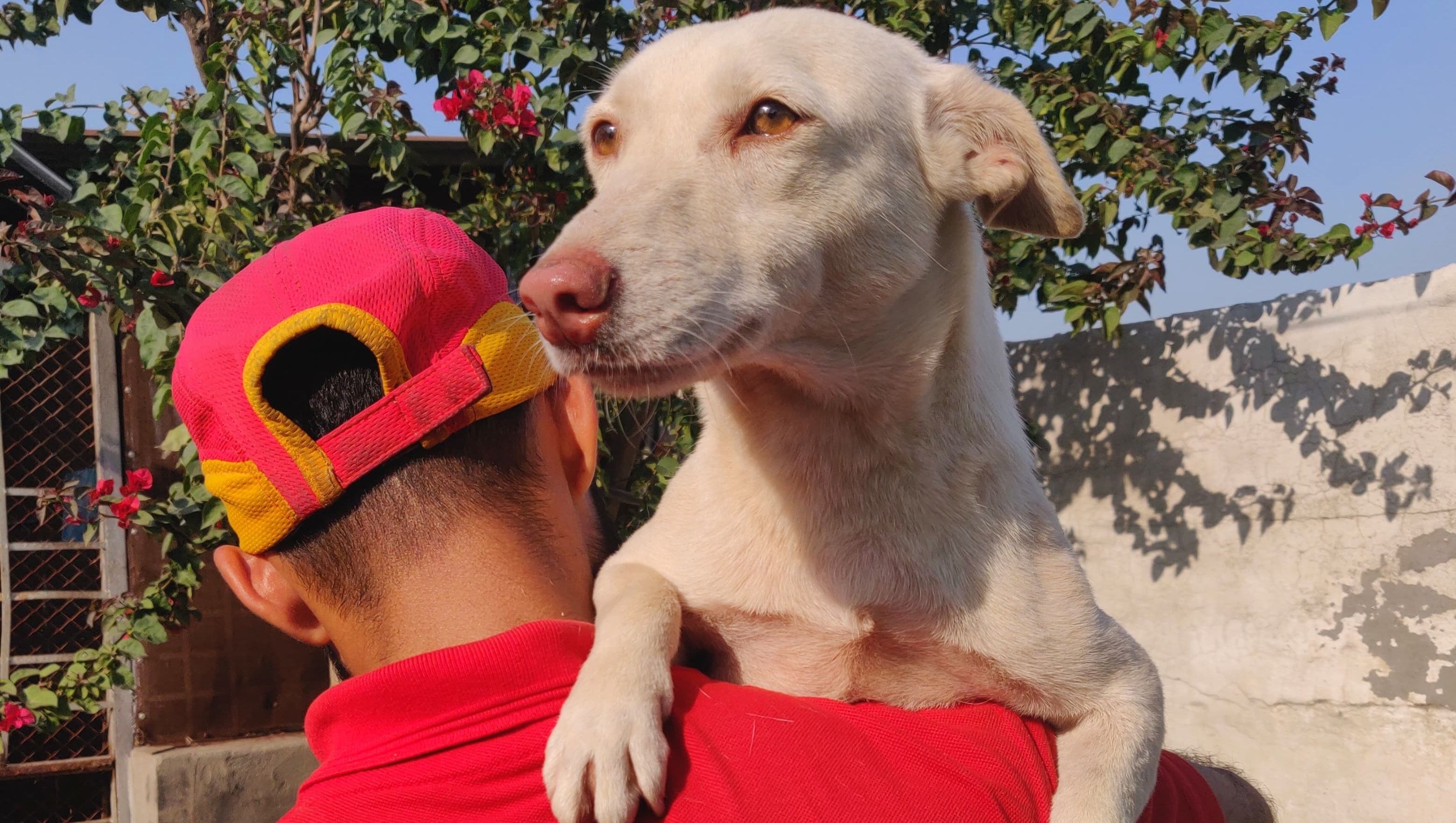 Fundraiser by Romana Bhatti : Help Rina and Sadie Go Home