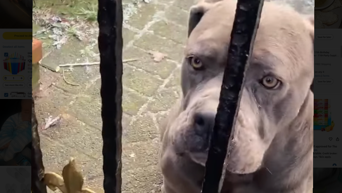 Fundraiser for Lisa Harvey by Victoria A : Help Rocco The Chorlton ...
