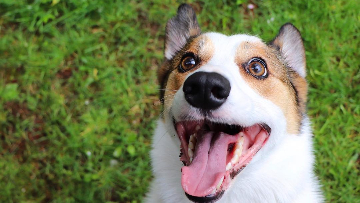 Fundraiser by Emily Higgins : Support Finley's Sarcoma Surgery ️‍