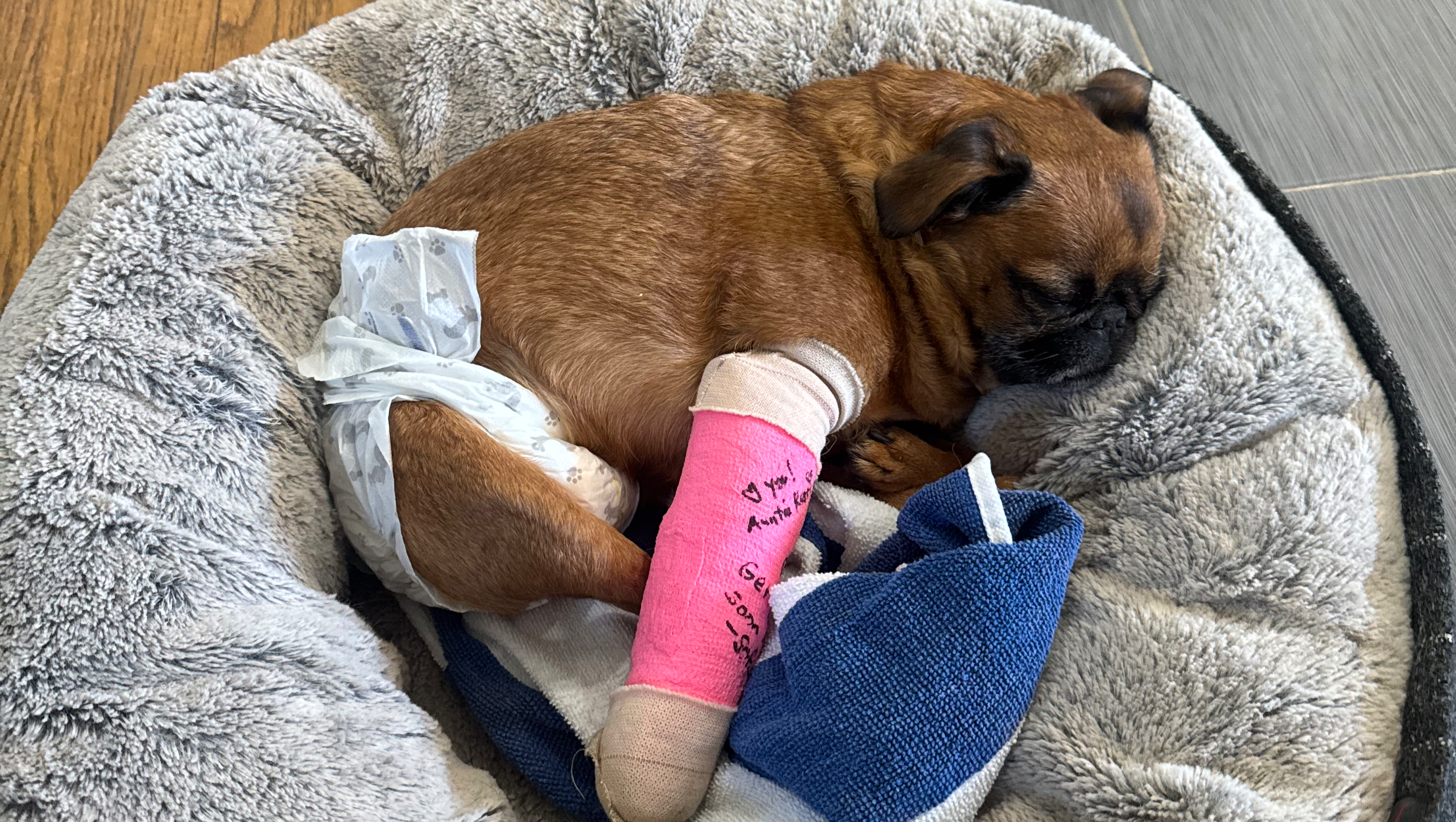 Fundraiser for Bonnie Ray by Maria Lyakhovich : Help Ruthie Heal After ...