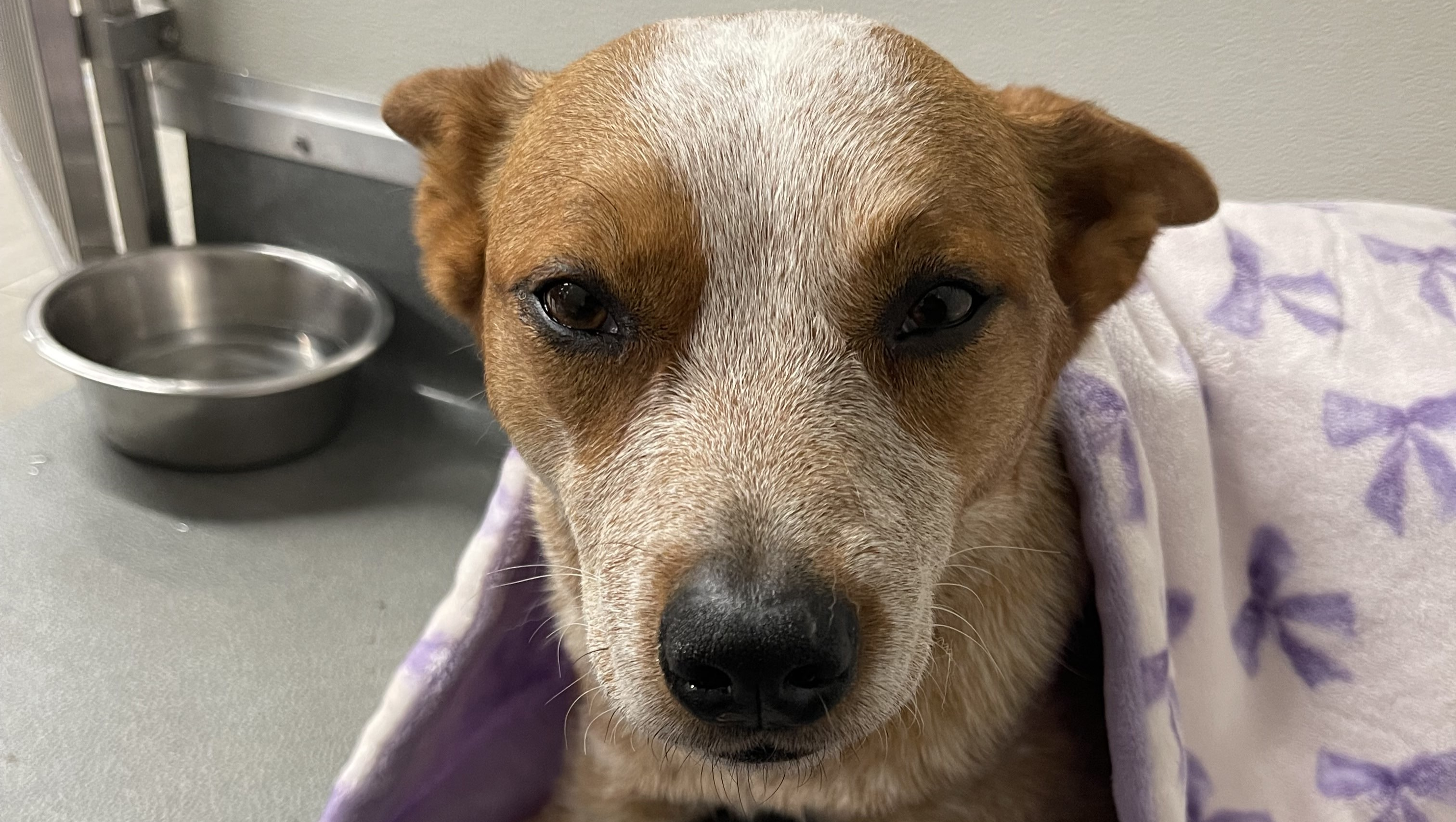 Fundraiser by Caroline Buser : Support Winnie's Fight After Emergency Surgery