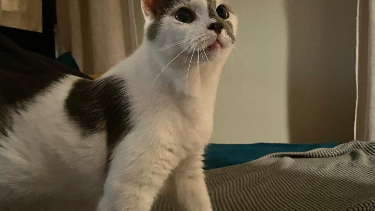 Fundraiser by Bernard TheCat : Help Save Bernie the Cat