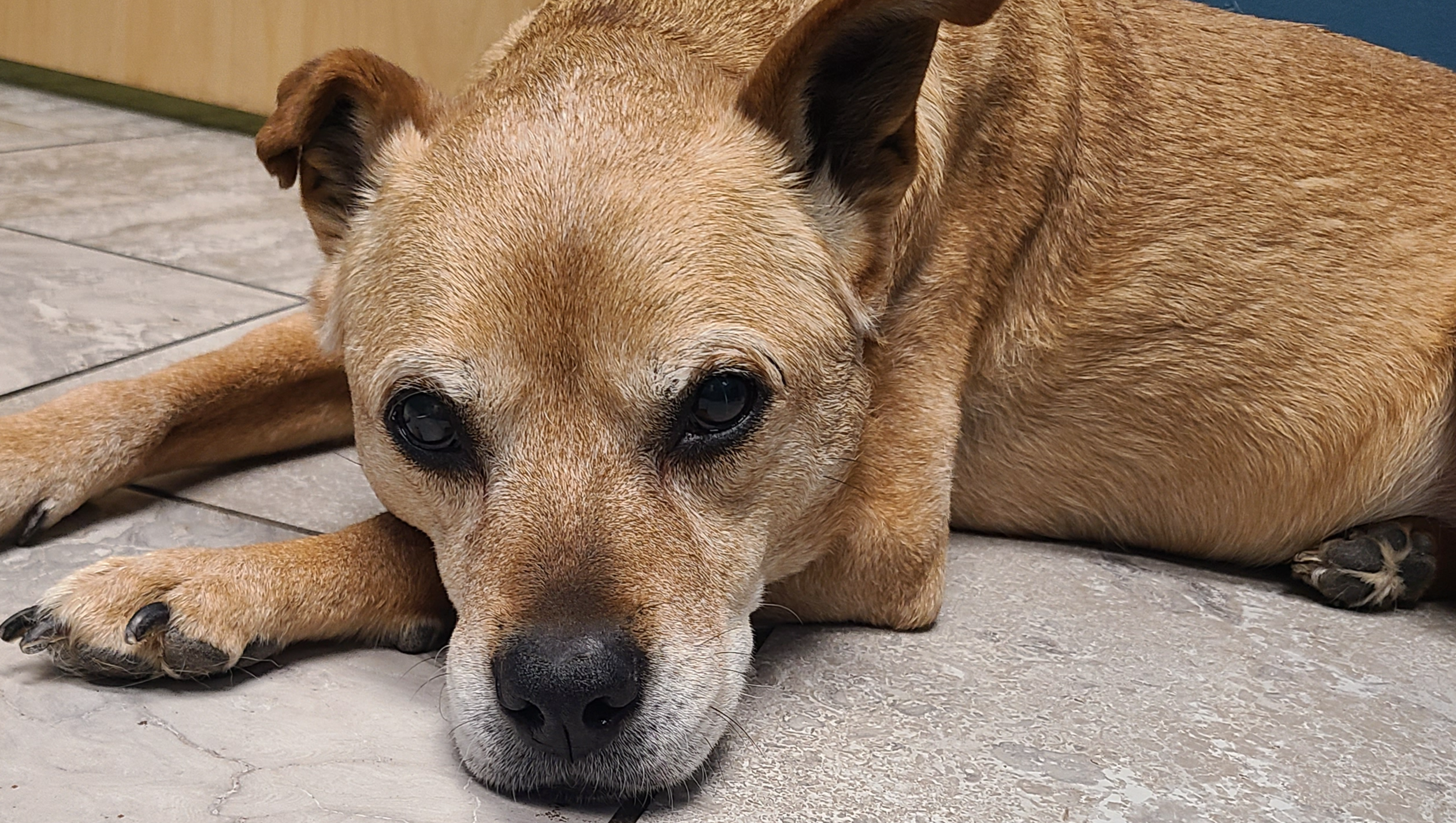 Fundraiser by Cathy Porter : Give Gabby a Chance to Live