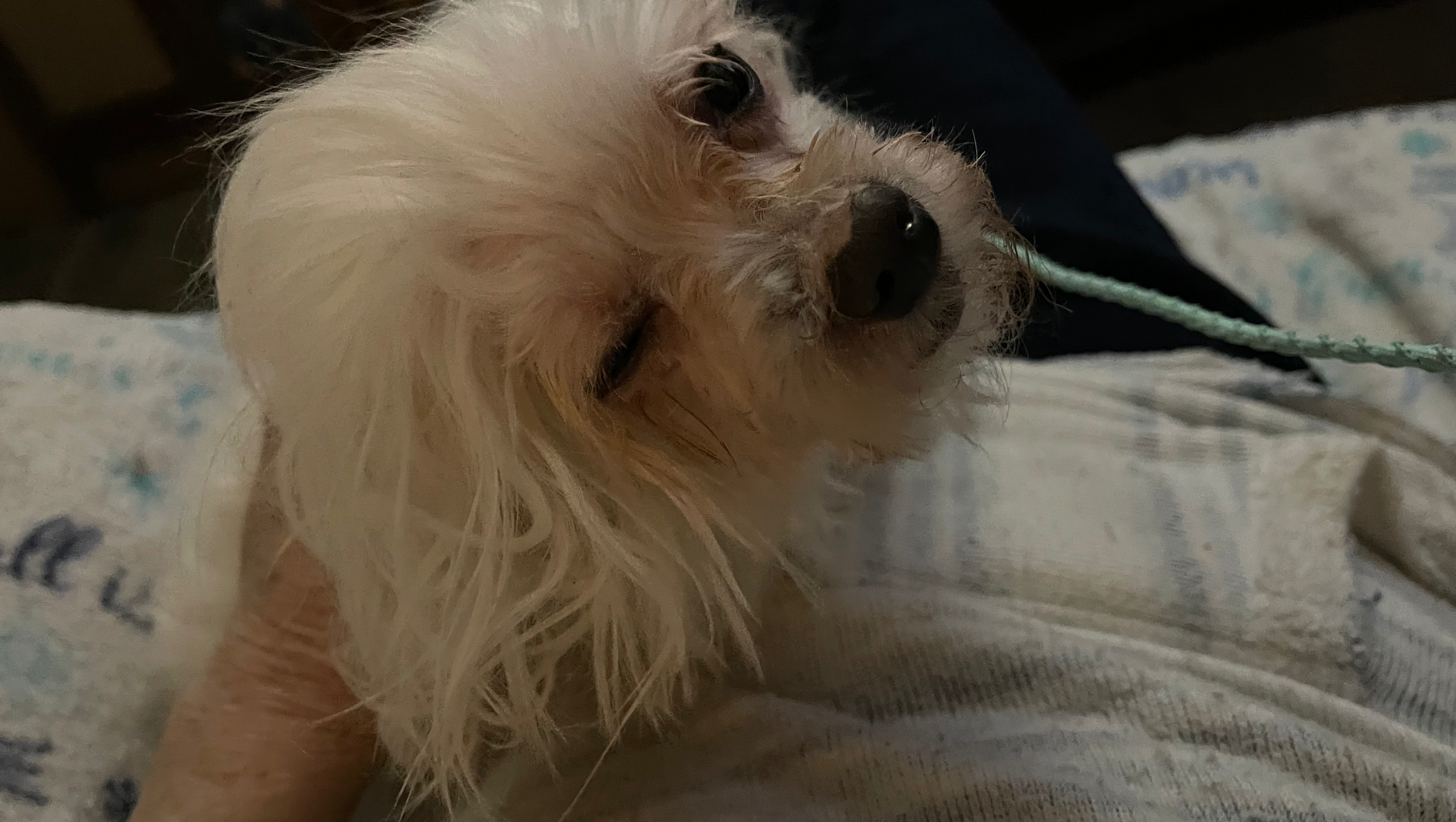 Fundraiser by Toni Curry : Support Holly: Recovery now from Hollys Surgery