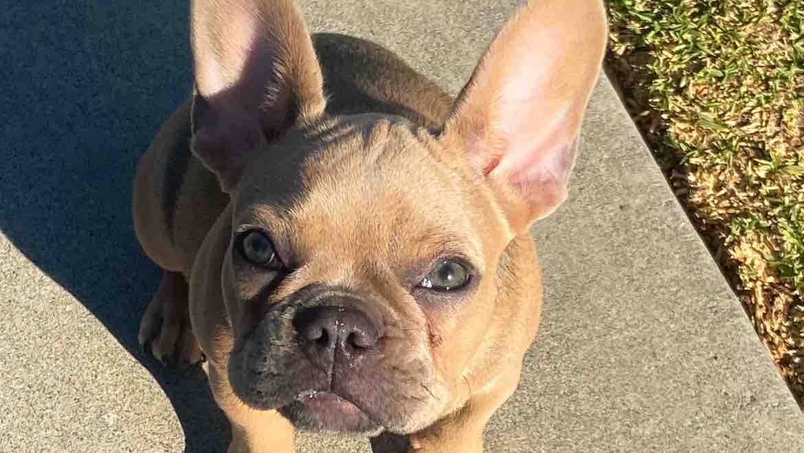 Fundraiser by Meriah Gardea : Ruby's Hope: Surgery to Save Her Life