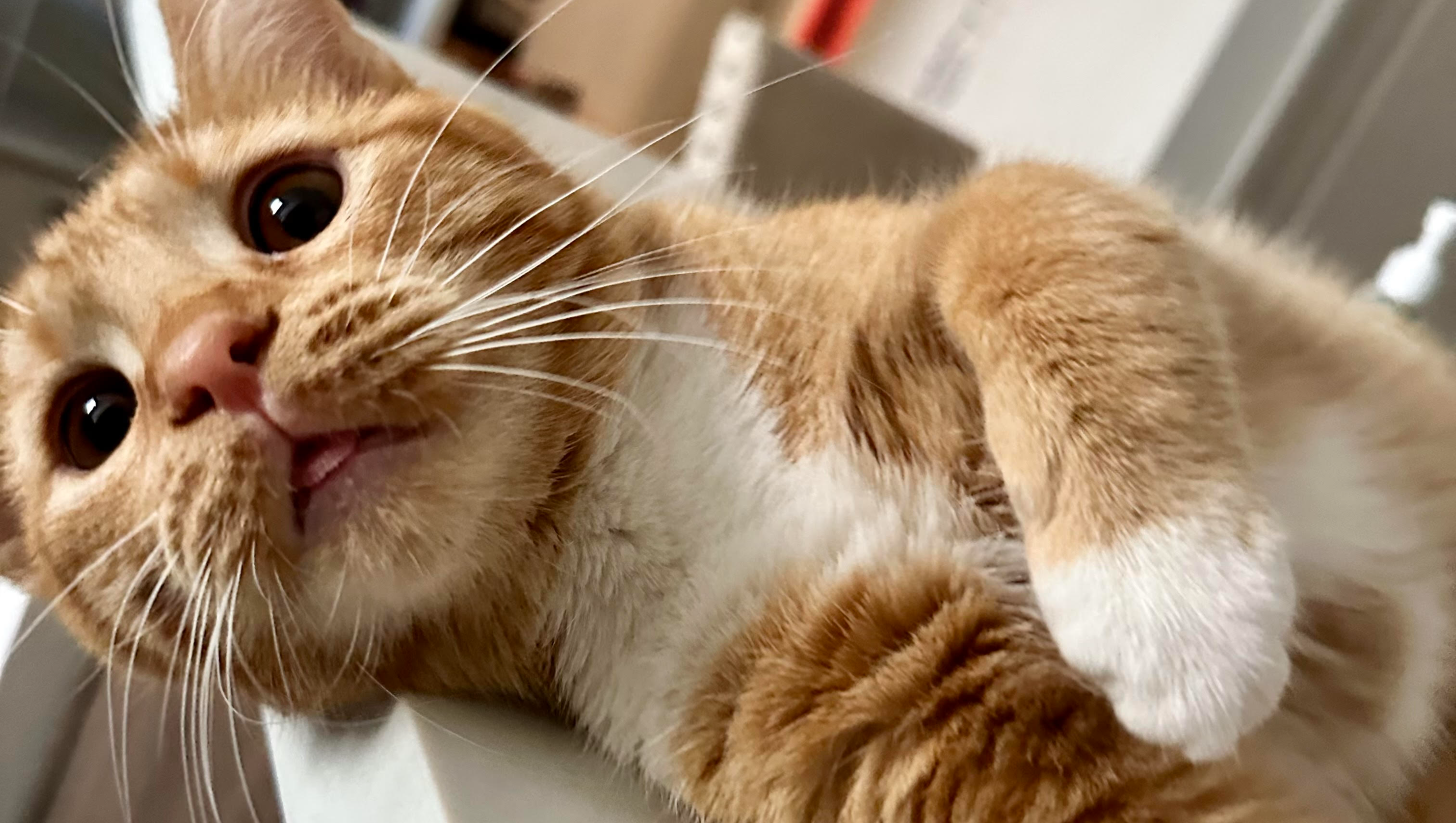Fundraiser by Gabby Gutierrez : Help Toby Keep His Purrs, Even Without ...