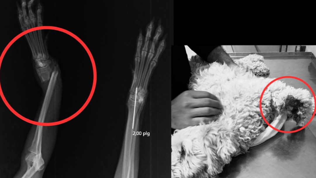 Fundraiser by Allison Brito : Milka! Operación de emergencia!