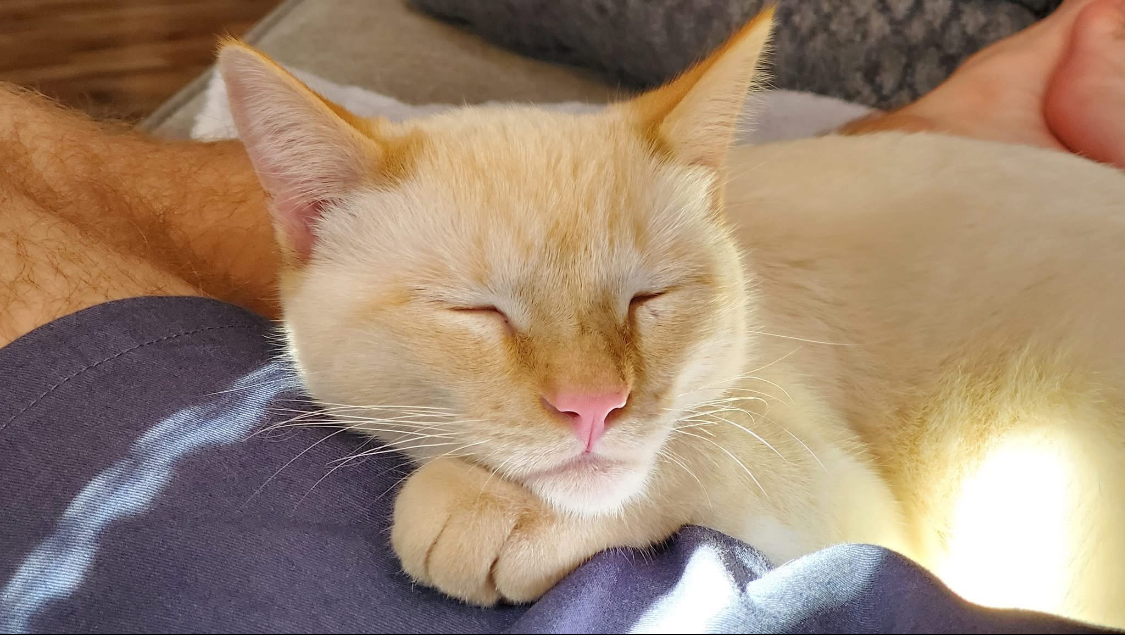 Fundraiser for Trinity Howard by Veronica Buckles : Support Scooty's ...