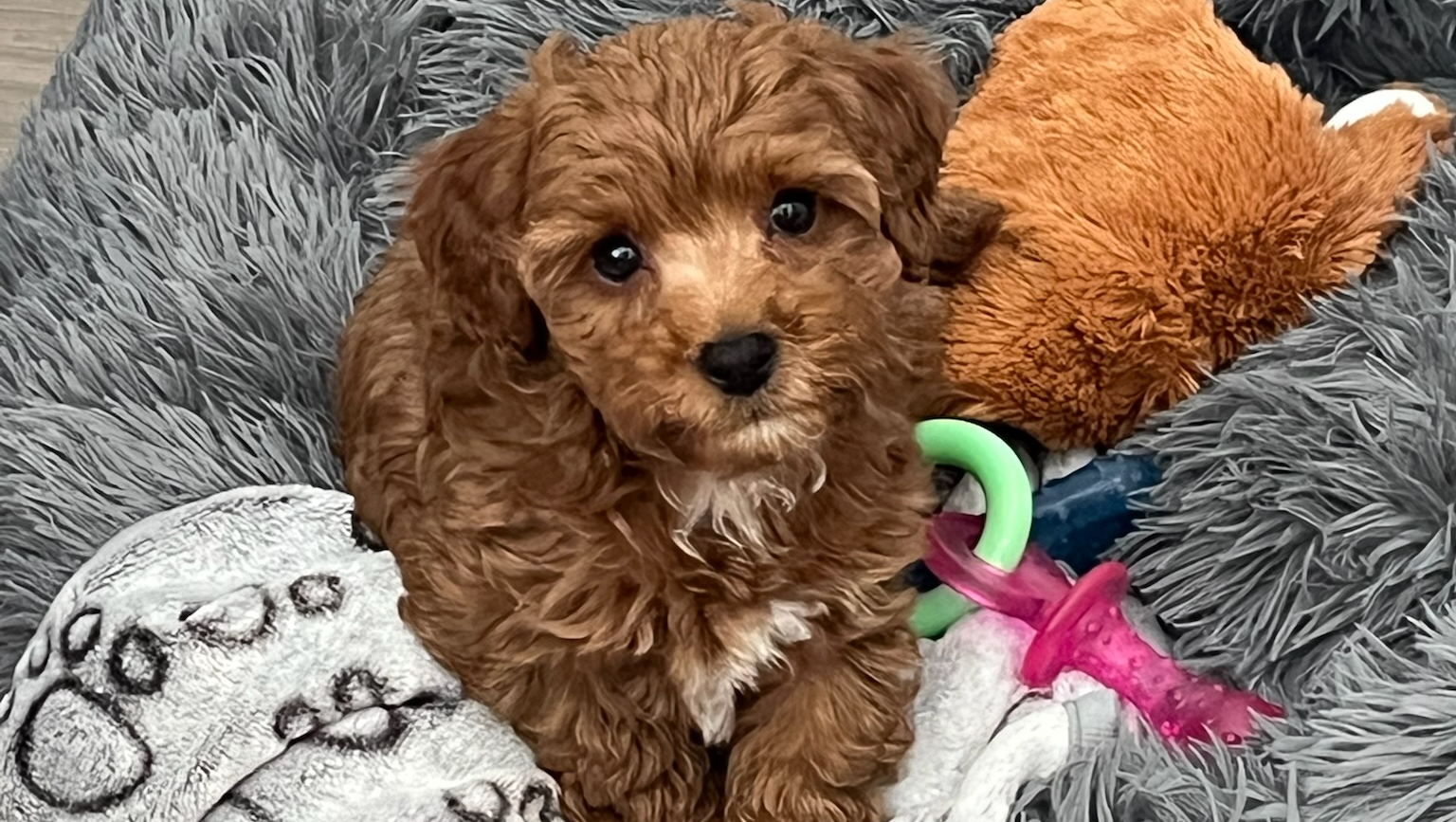 Fundraiser for Thomas Nguyen by Kayla Le : Support Peanut's Life-Saving ...