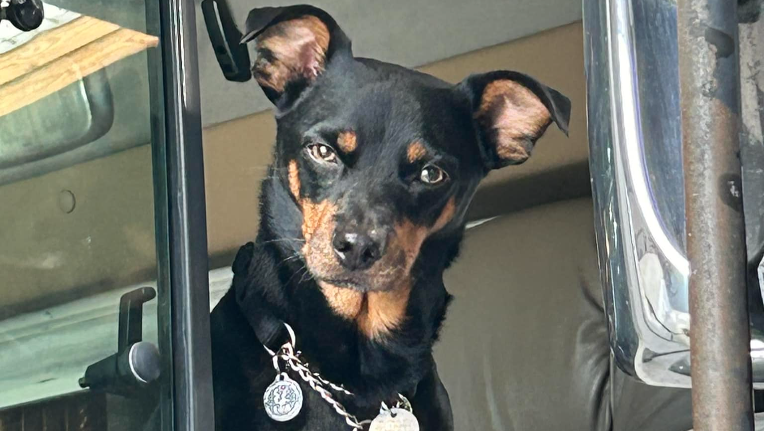 Fundraiser by Deb Pearce : Support Koa's Journey Back to Australia