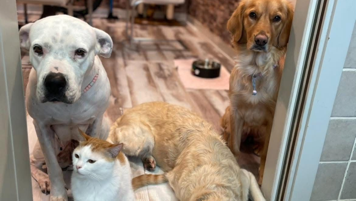 Fundraiser for Reah Dancel by Sittie Ferland : "Help Bring My Dog to ...