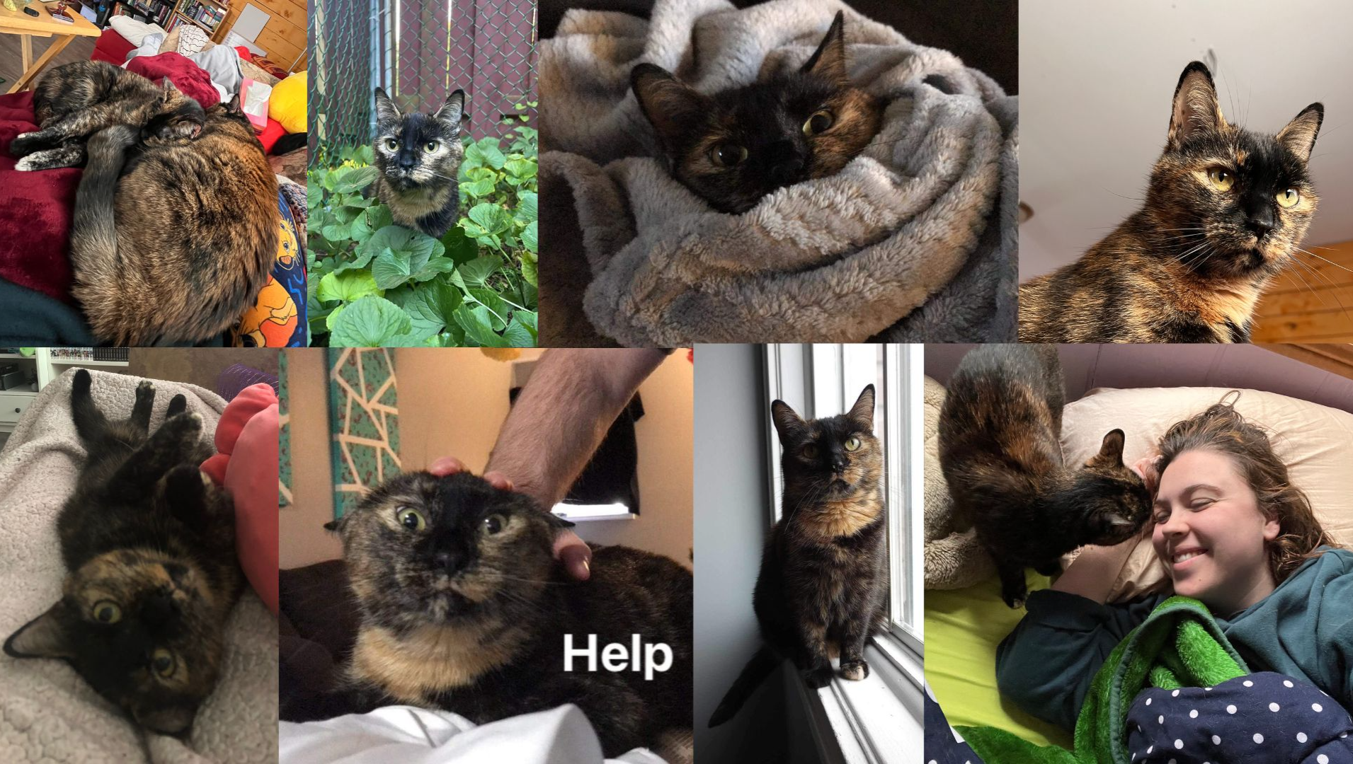 Fundraiser by Nancy McNicoll : Help Lilly Get Life-Saving Treatment