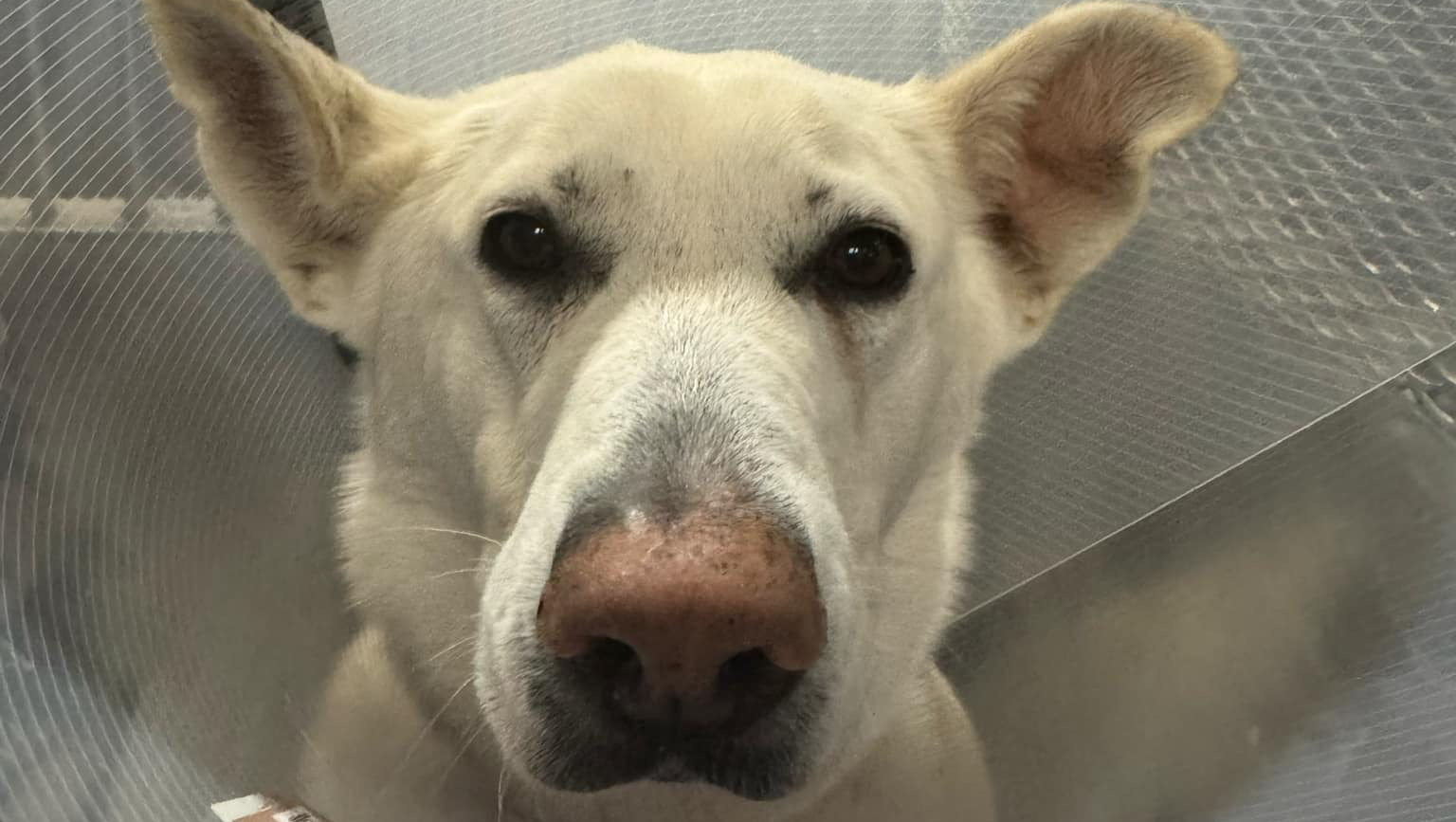 Fundraiser for Joshua Wamsley by Caitlin Ault : Donate to help sweet ...