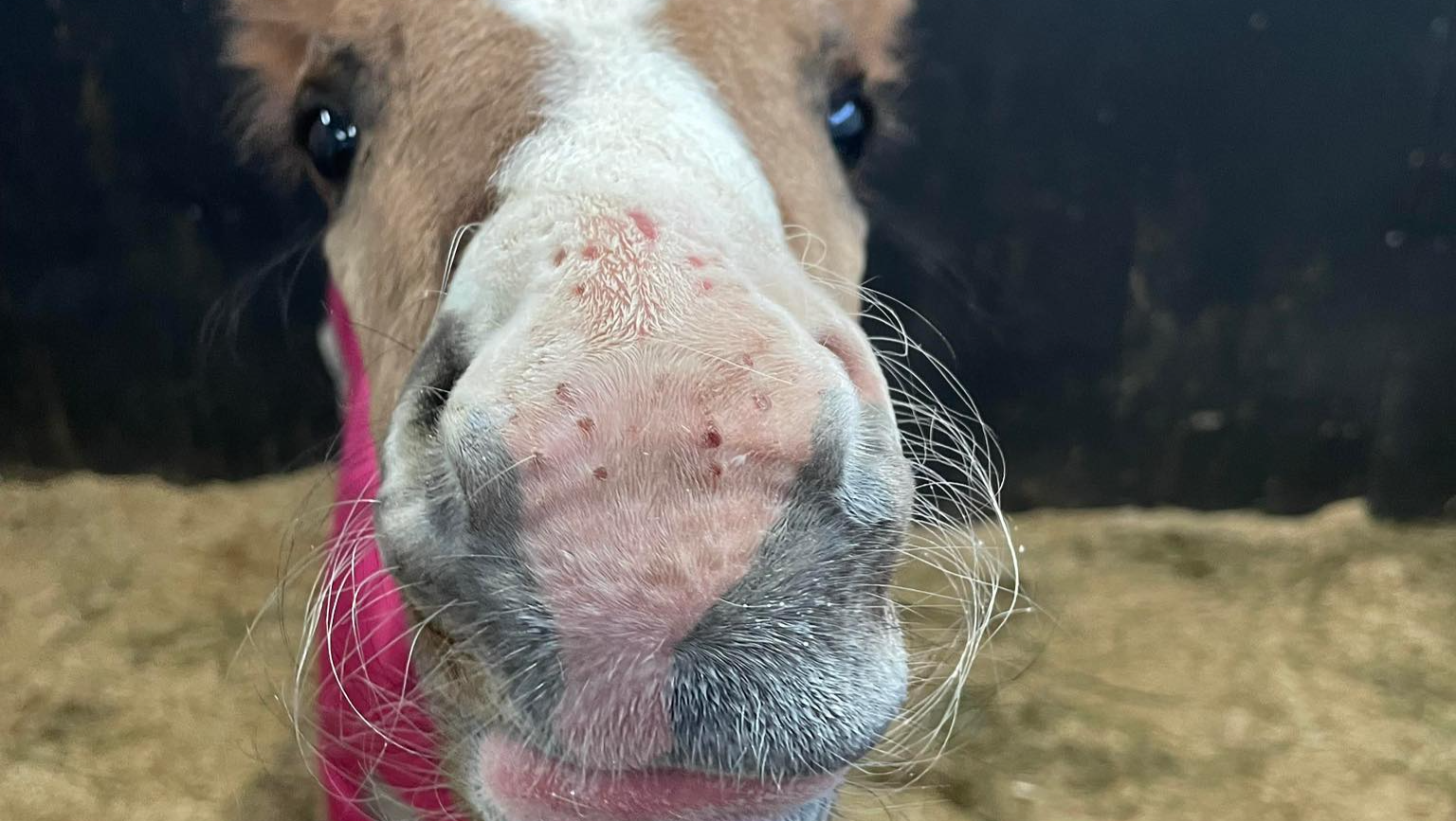 Fundraiser for Kaila Watters by Malin Tegelberg : Help Easy’s recovery ...