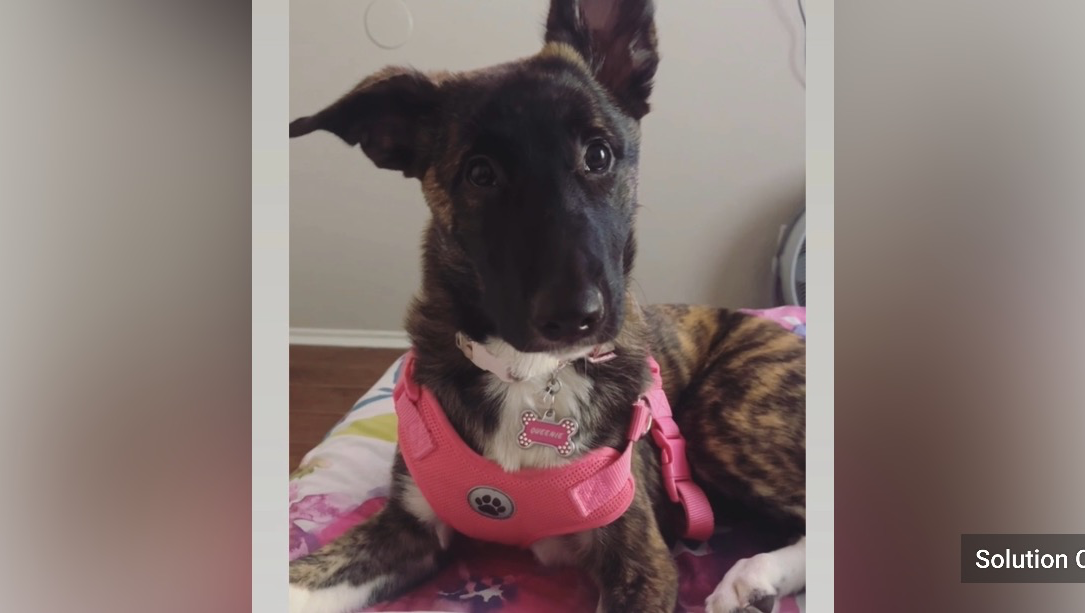 Fundraiser by Brianna Mariner : Support Queenie's Medical Recovery