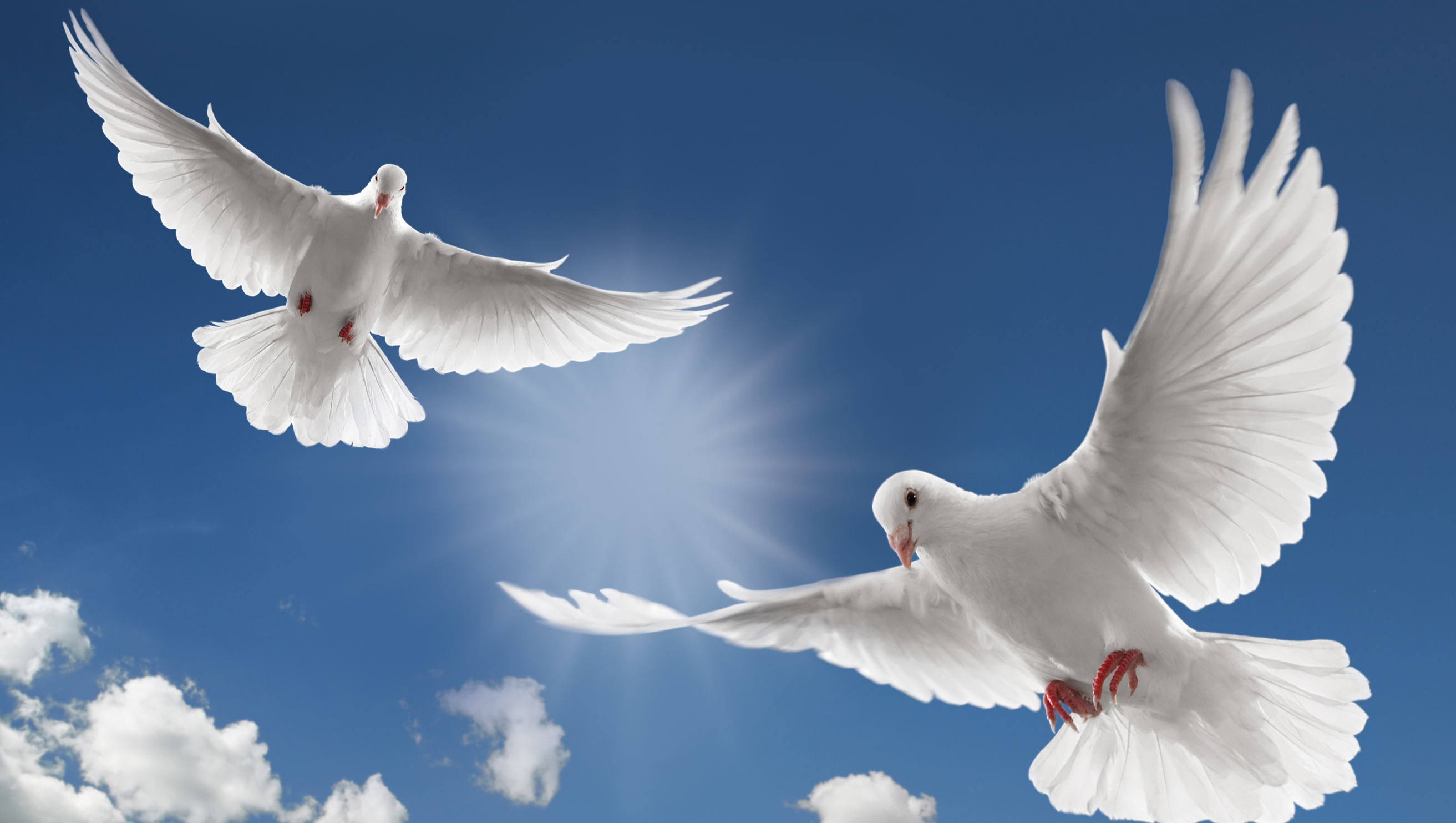 Fundraiser by Sharay Webb : Support Sonya Webb's Final Journey