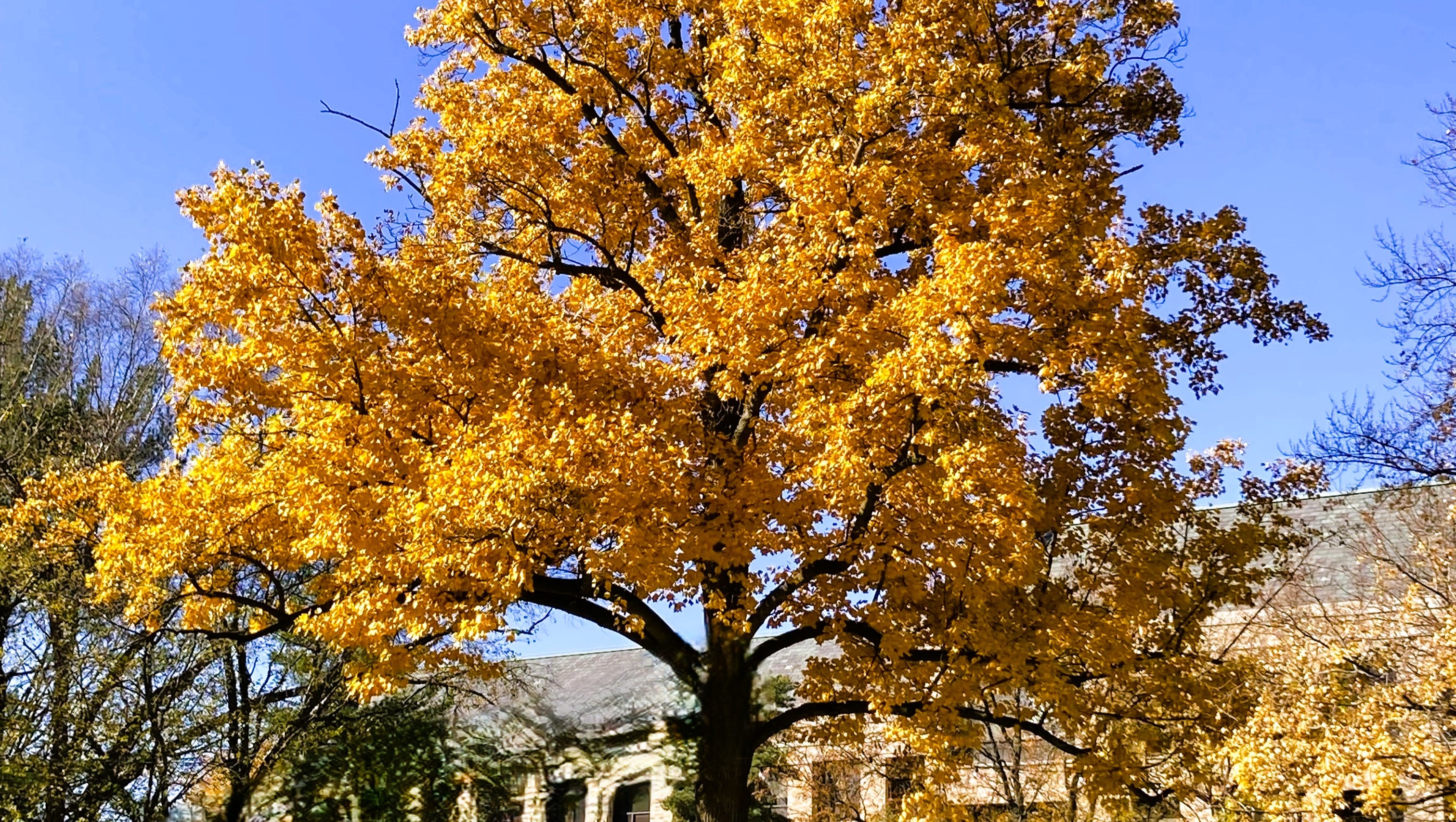 Fundraiser by Leah Pope : Bob & Sally's Family Tree at Notre Dame