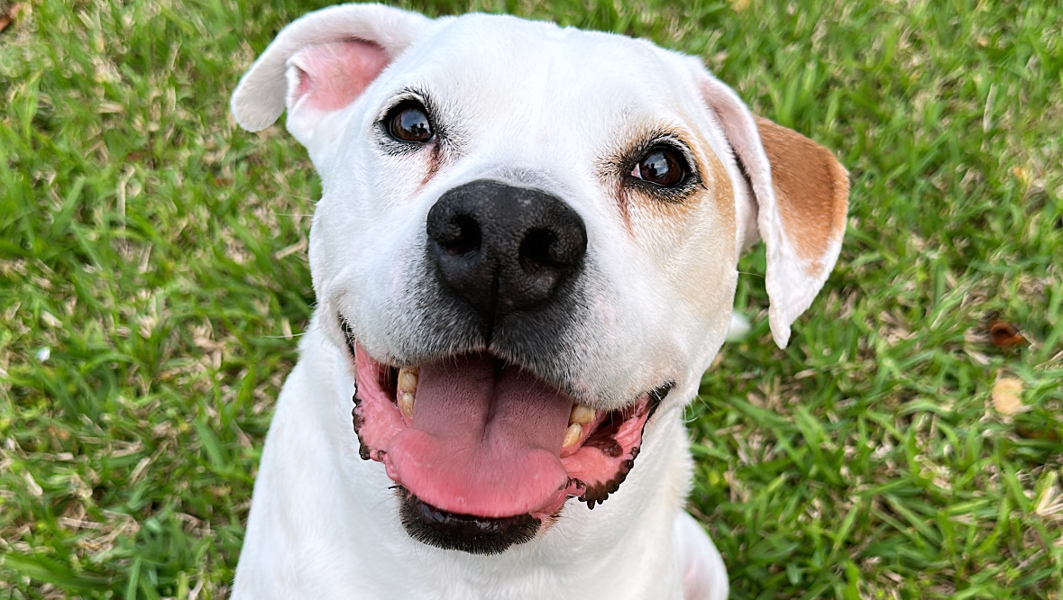 Fundraiser by Ana Arevalo : Support Lola's Urgent Medical Treatment