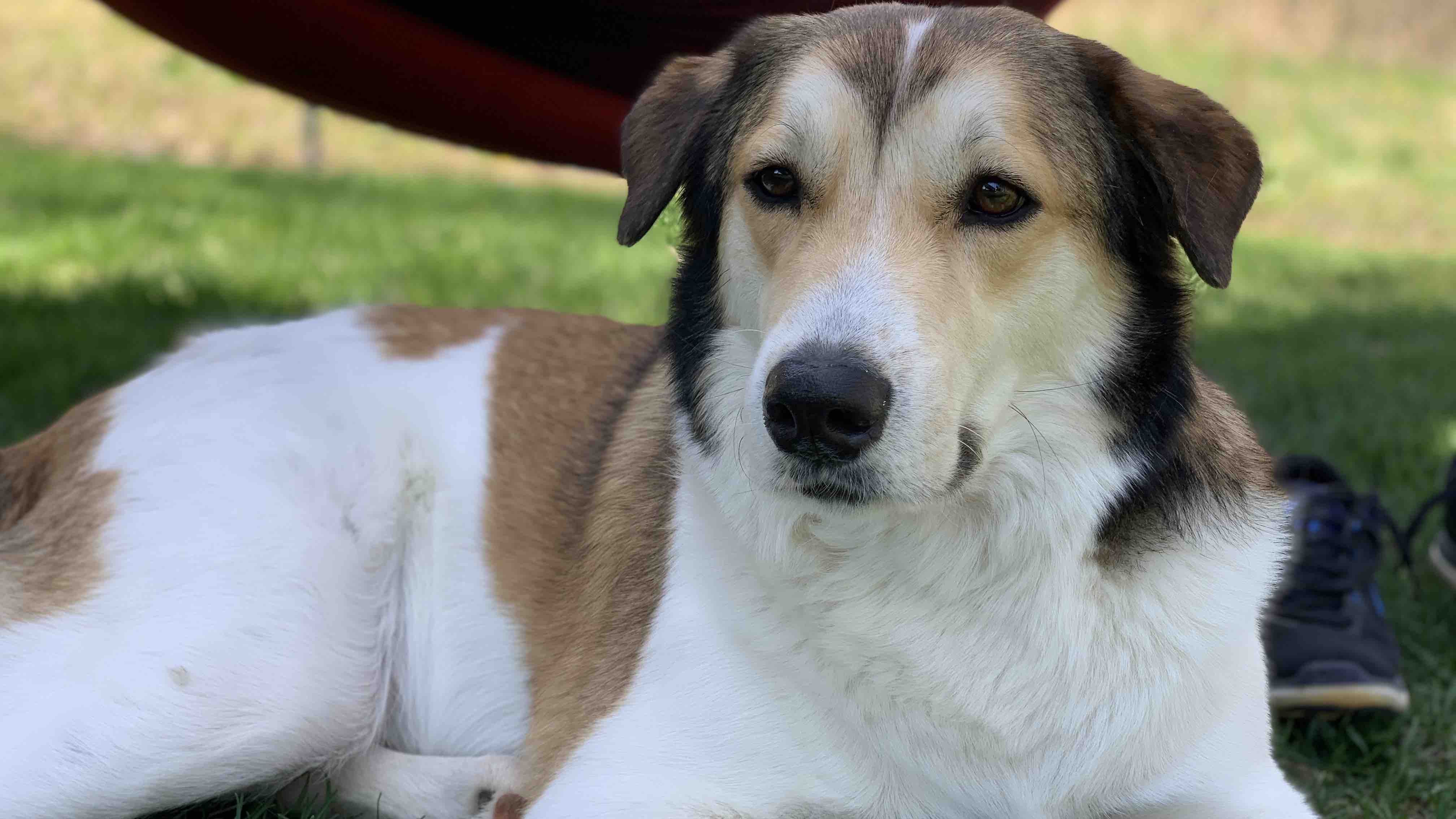 Fundraiser for Tammy Annis by Megan Kingsley : Help Bandit Live ...