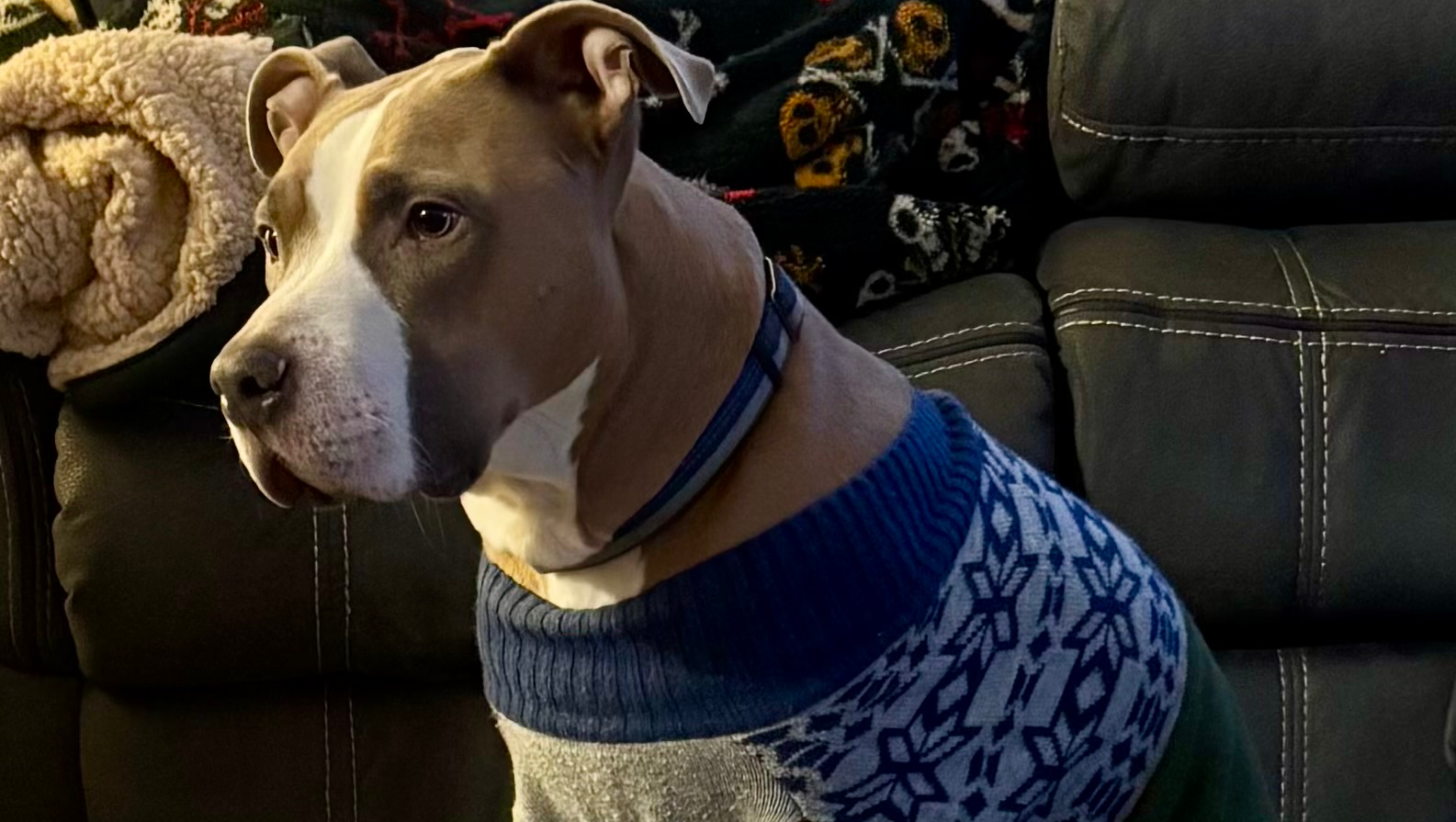 Fundraiser by Shelbie Rummell : Cooper's Health Crisis: We Need Your Help