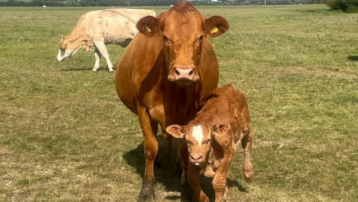 Fundraiser by Michelle Bosher : Help Protect Our Cows - Fund Reflective ...