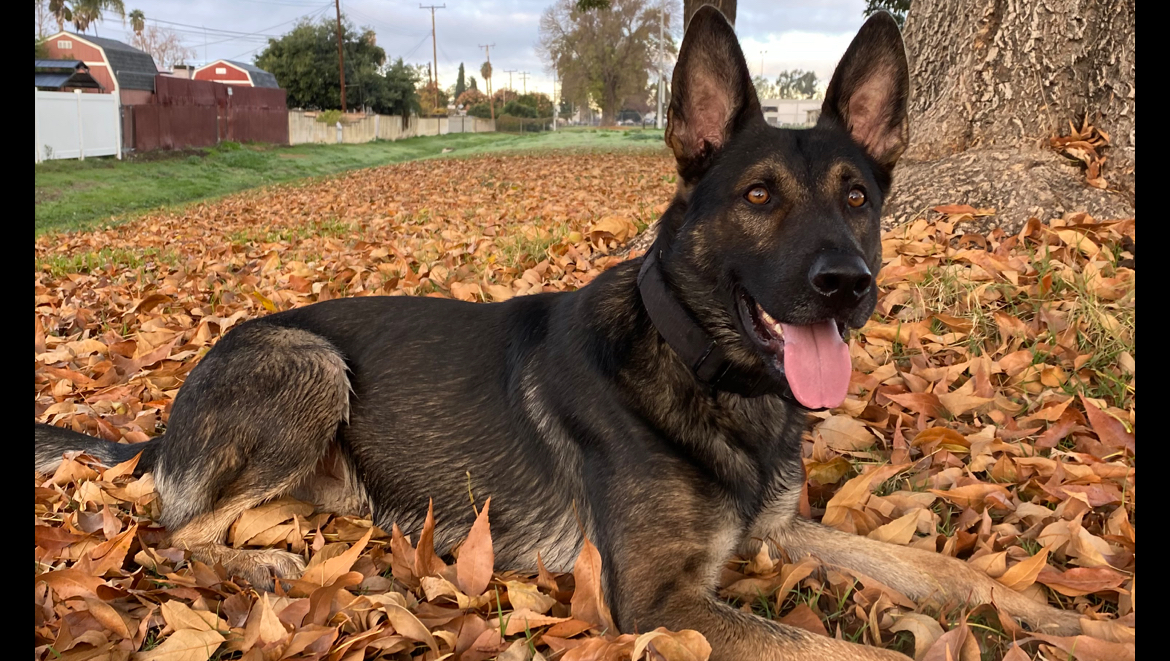 Fundraiser for Lorenzo Vazquez by Rachel Vazquez : Support Meni ...