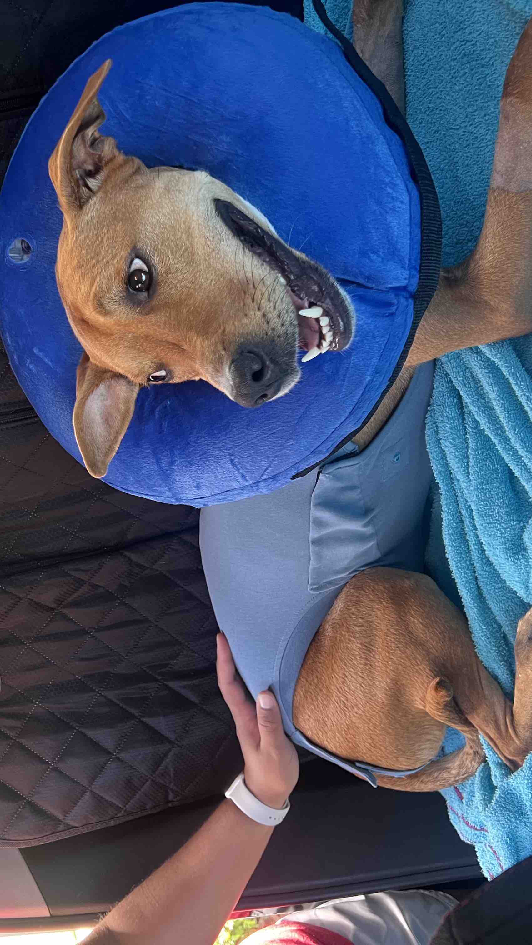 Fundraiser by Kyra Hayes : Support Oaklyn's Emergency Vet Bills