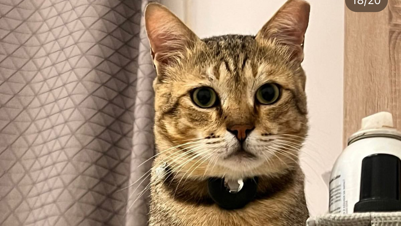 Fundraiser by Cat Watson : Help to fly Slava to the Uk