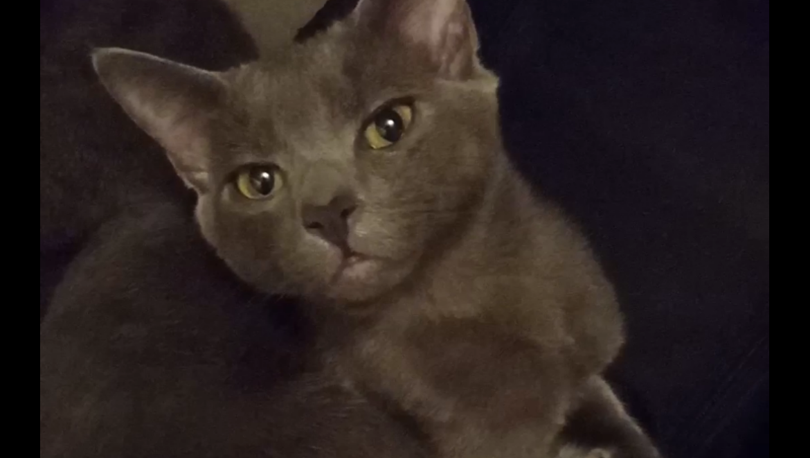 Fundraiser by Hope Sotelo : Save Arthur: A Dad's Devotion to Cats