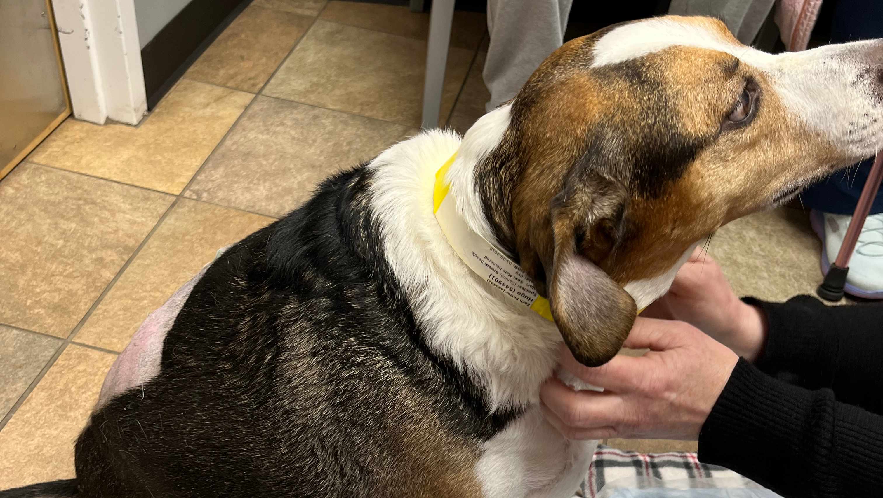 Fundraiser by Zach Potter : Support Hugo's Urgent Recovery Journey