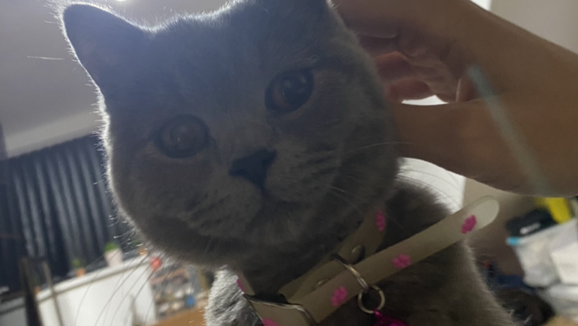 Fundraiser by Ismail D : Surgery needed for my cat