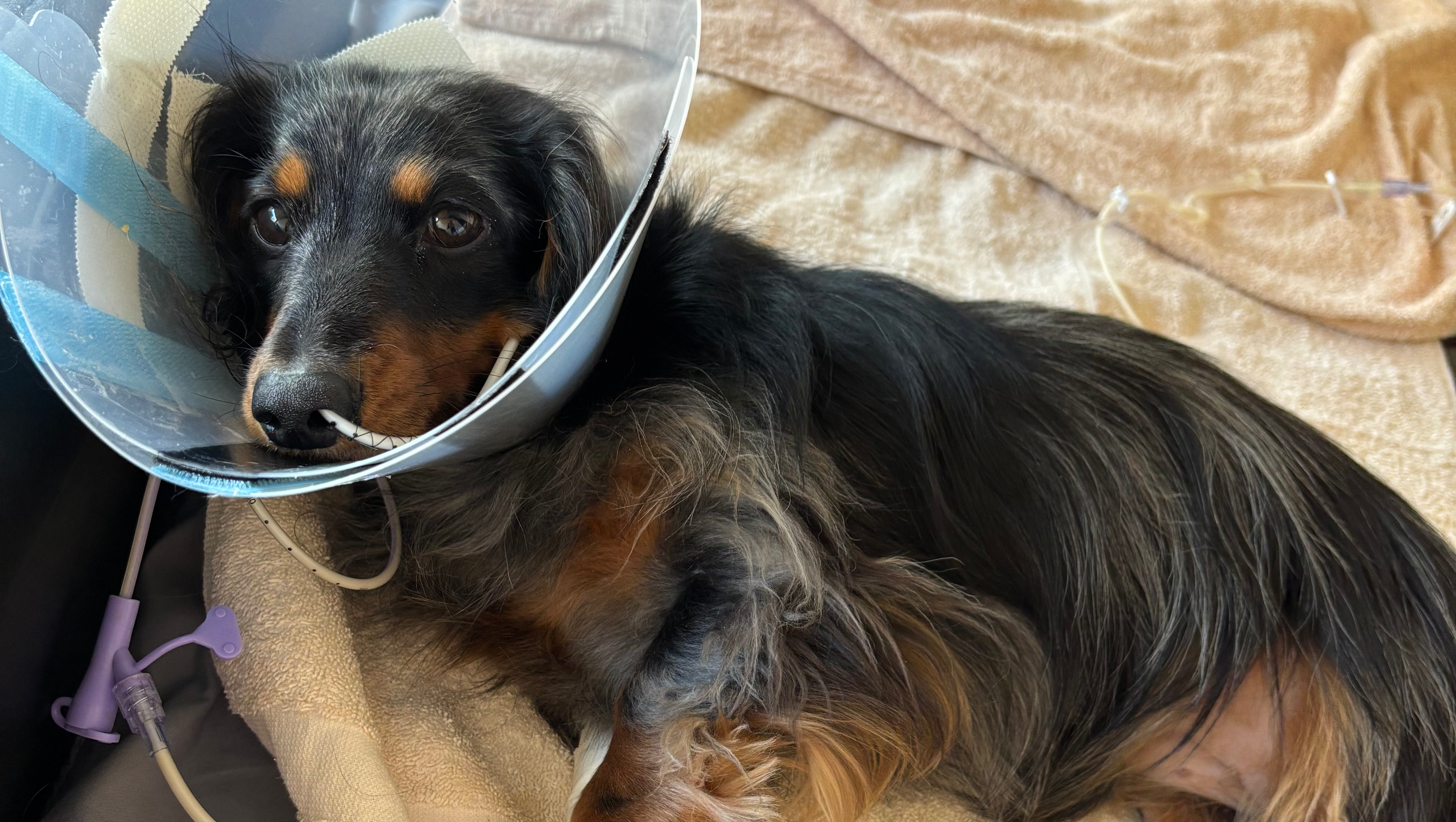 Fundraiser for Keri Bellisario by Carli Wall : Support Keri with Petunia's Medical Treatment