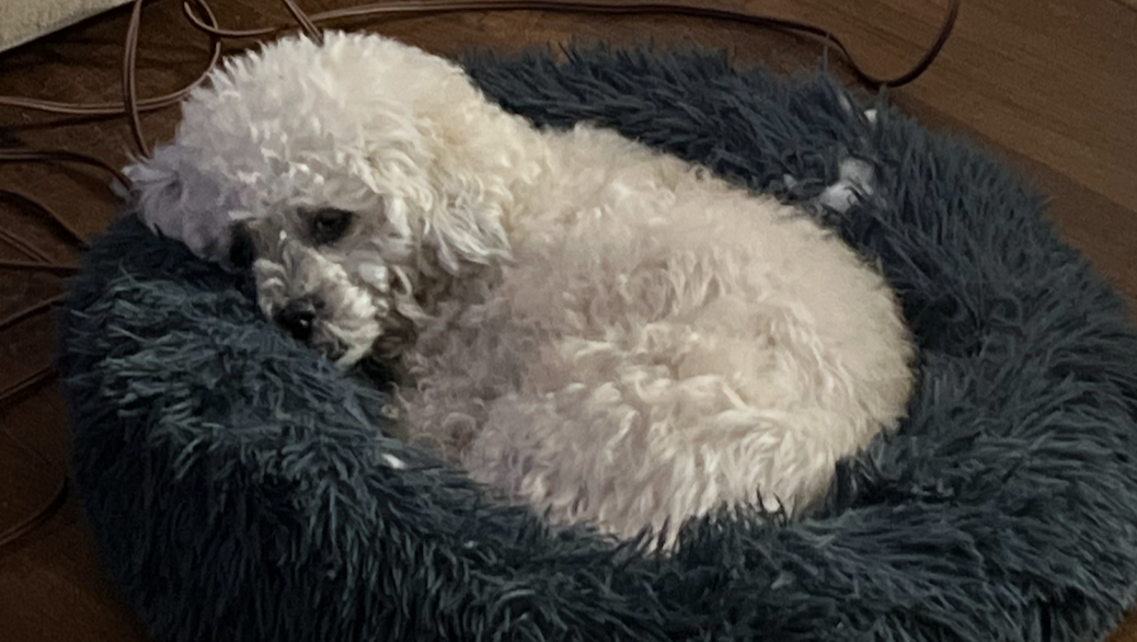 Fundraiser by Anabel Guerra : Save Snoopy: Urgent Surgery Required