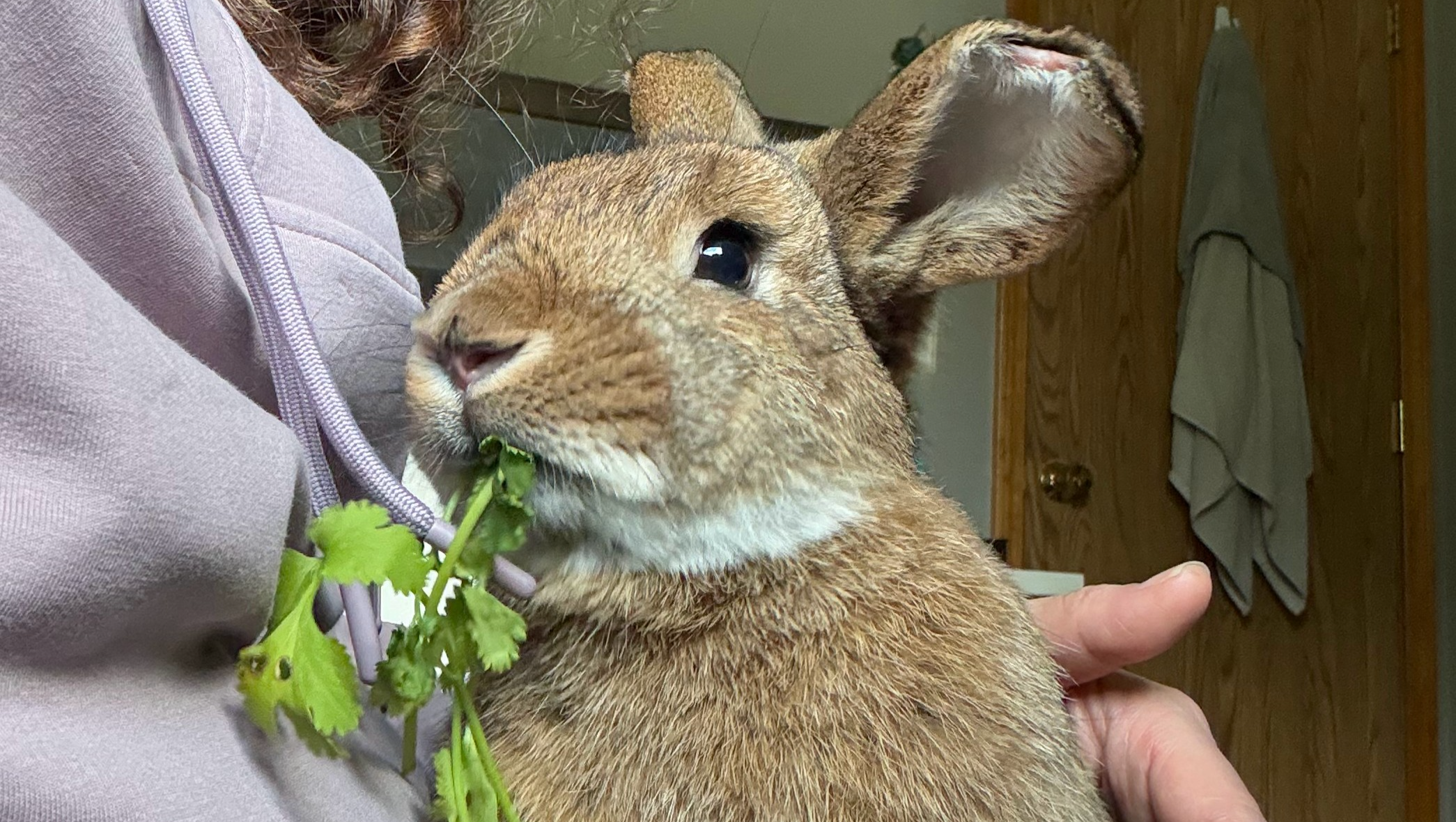 Fundraiser by Nichole Millet : Help Bunanza Save Bunnies in WA