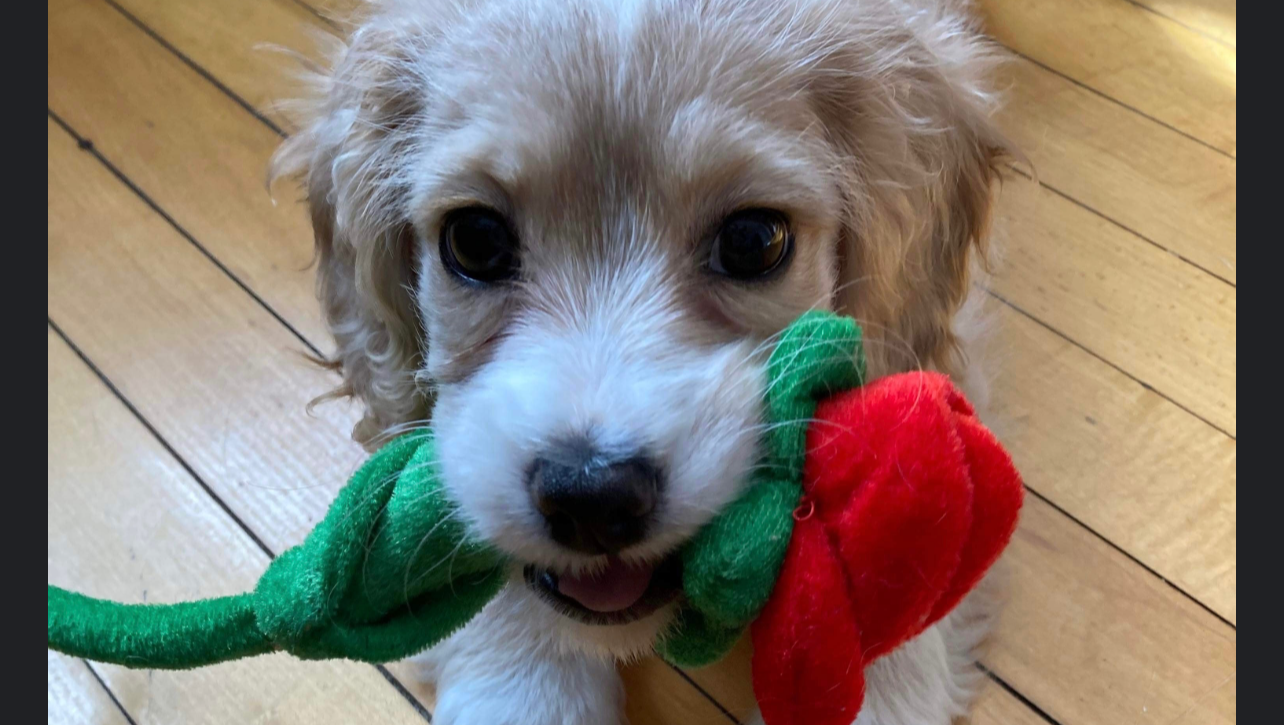 Fundraiser for Evelyn Gonzalez by Christian Cops : Help Ella Walk Again