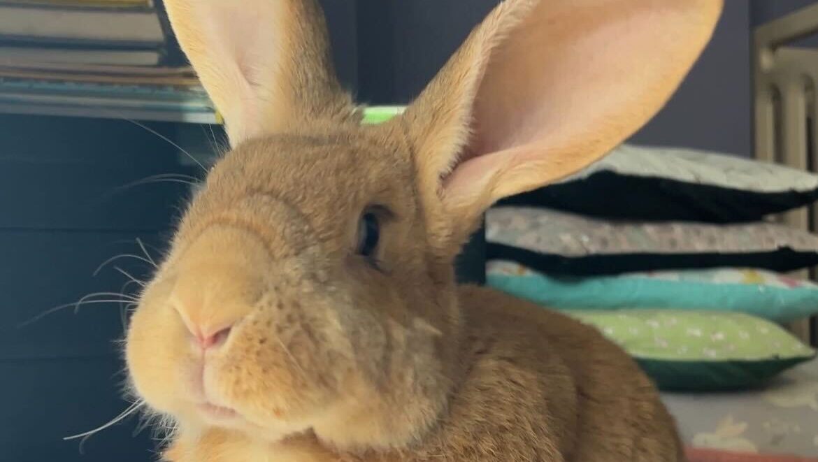 Fundraiser by Barbara Burdick : Support Lakeview & Schaumburg Bunnies