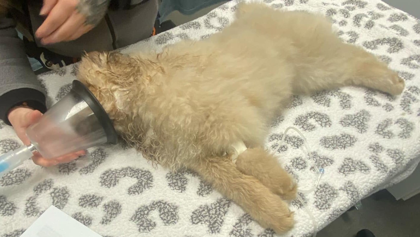 Fundraiser by Sabrina Gillespie : Help Simba Recover from Dog Attack