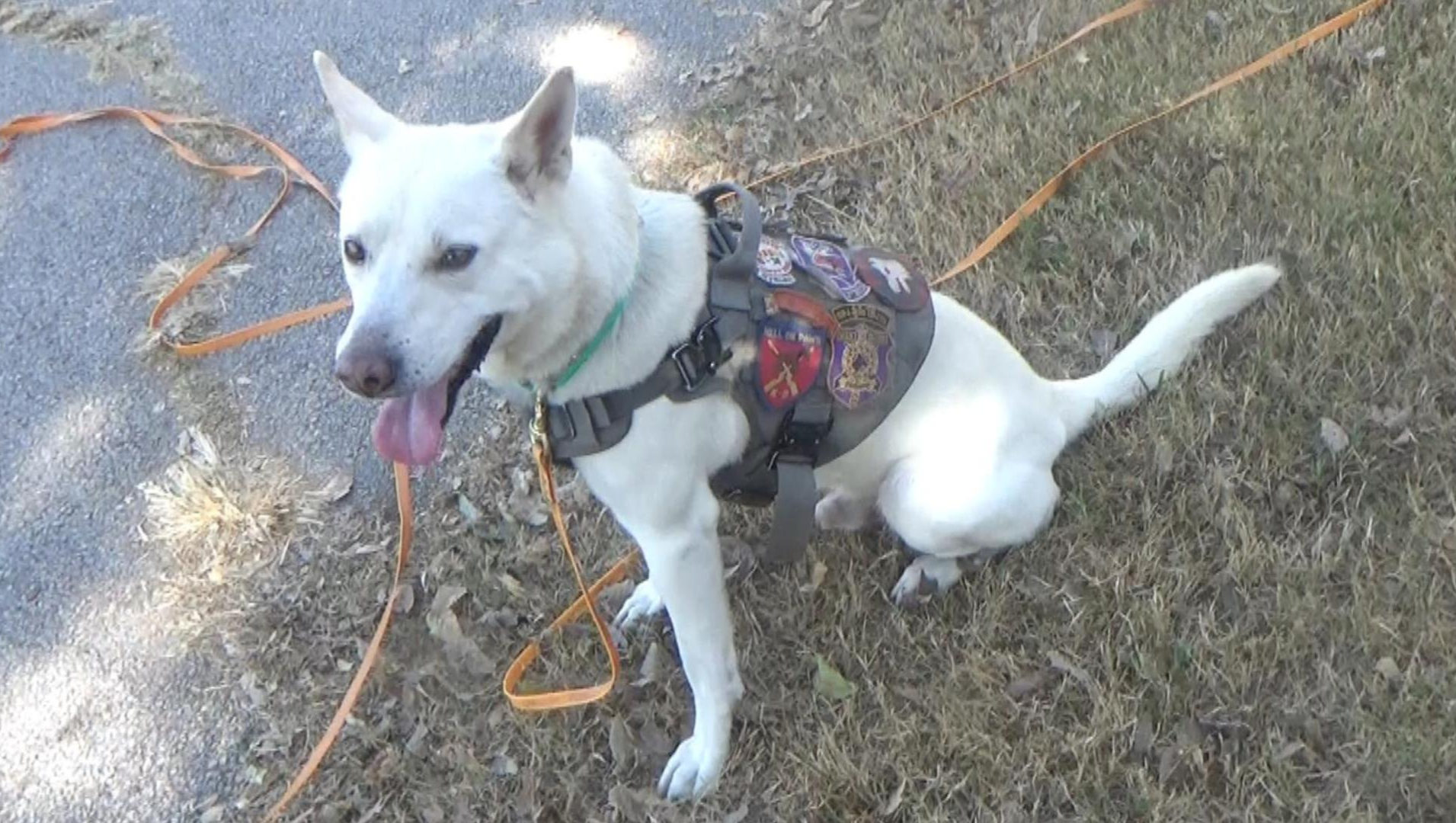 Fundraiser by Christopher Clugston : Help Rex Get Life-Saving Hernia ...