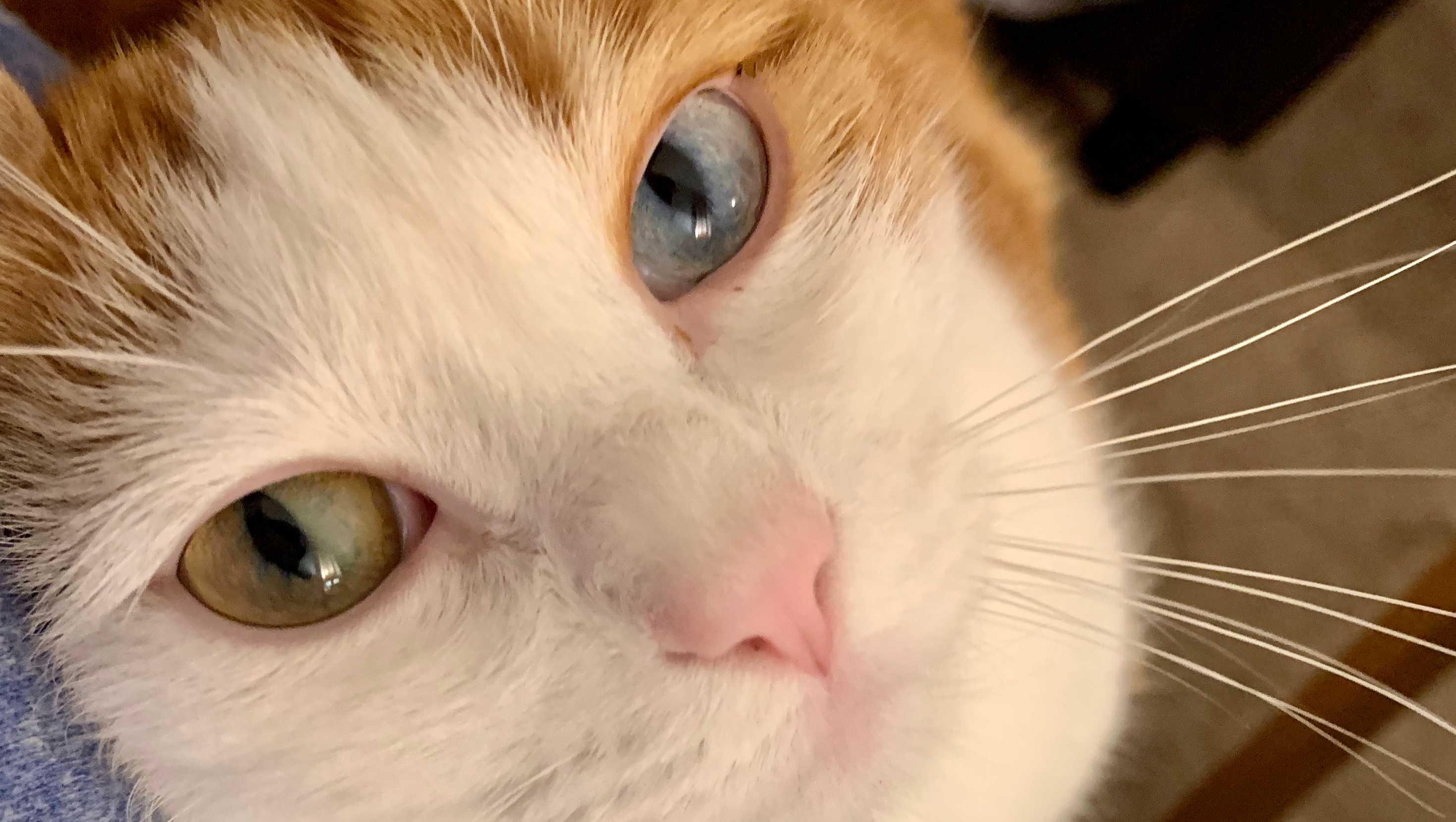 Fundraiser by Erin Cooper : Help Copernicus Cat Pay His Vet Bills