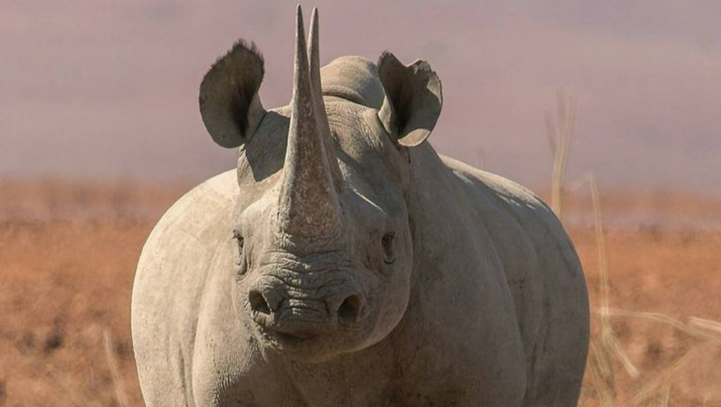 Fundraiser by Couch Safari : Help the Black Rhino