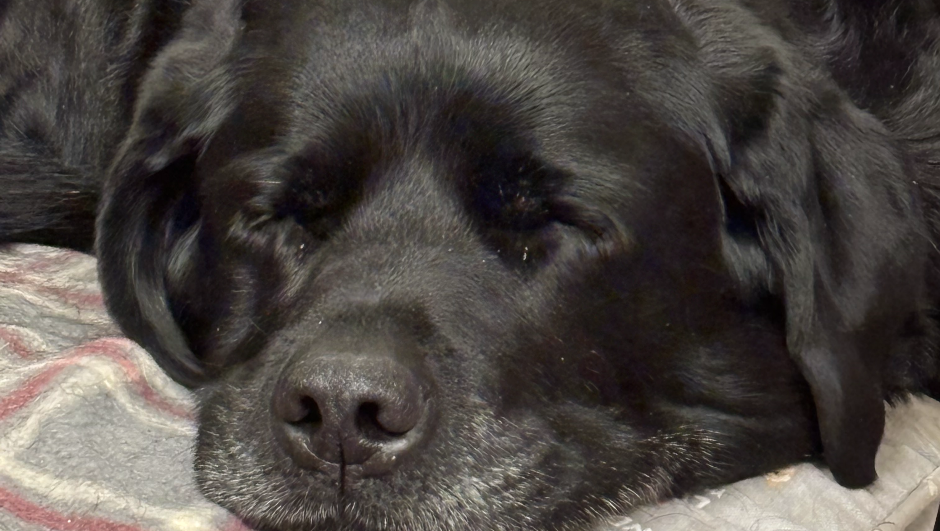 Fundraiser by James Senden : Help Vito Recover: Support for Surgery Costs