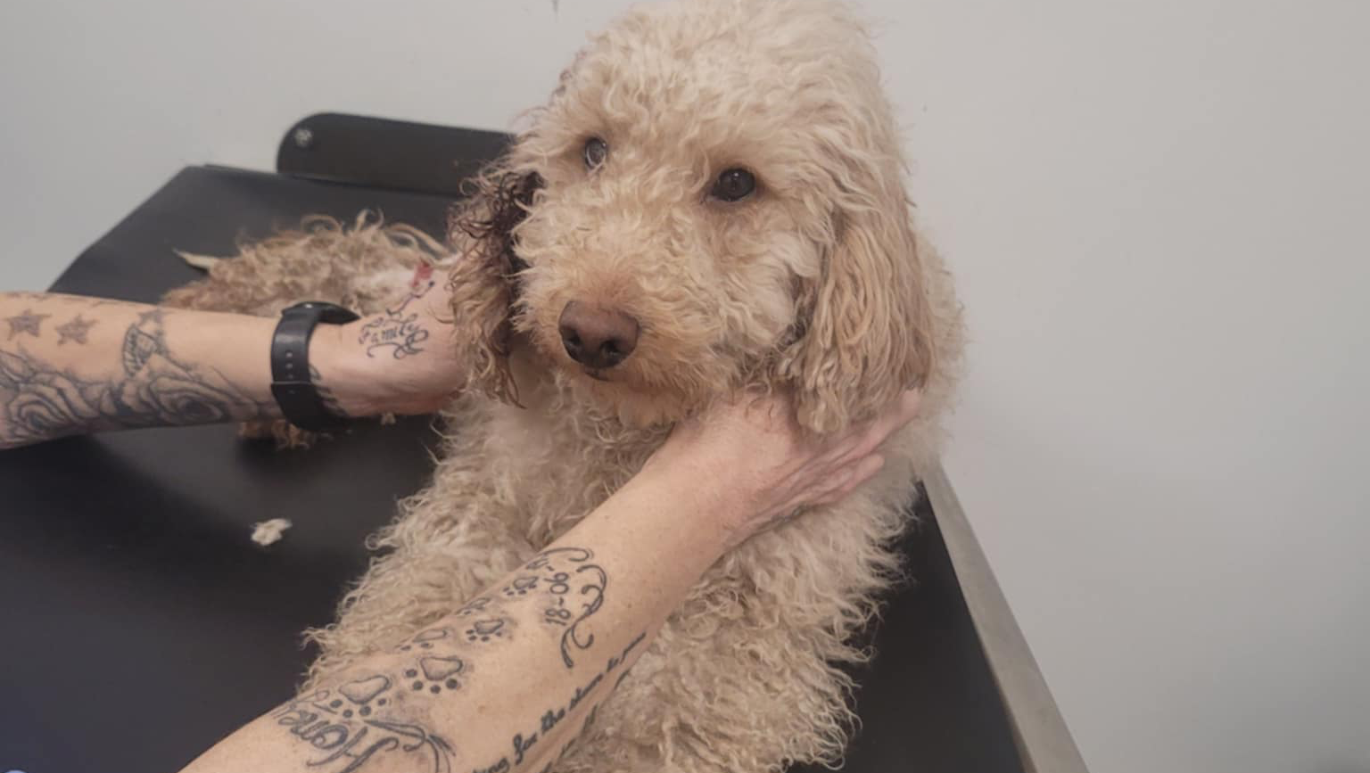 Fundraiser by Charlie Goode : Please help doodle