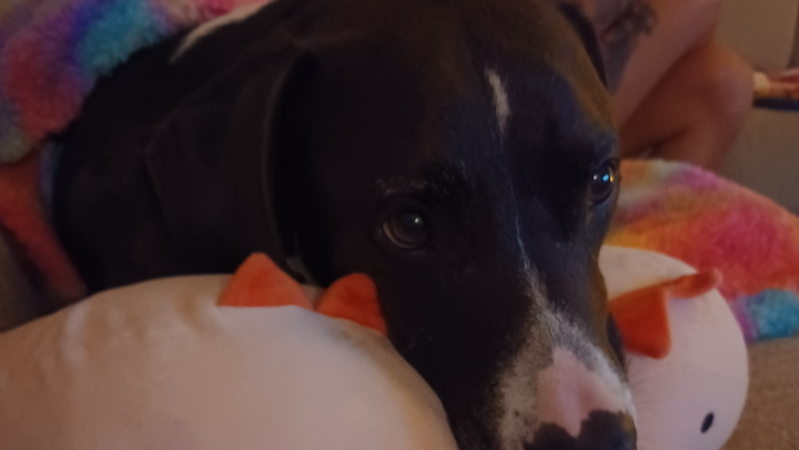 Fundraiser by Debbie Milligan : Help Our Daughter's Dog Fight Cancer