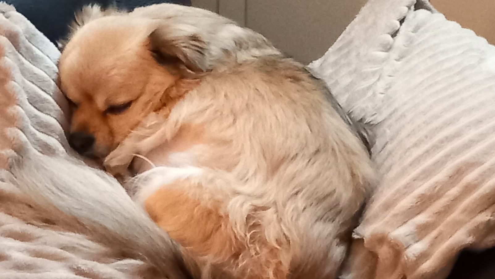 Fundraiser by Pauline ritchie : Oscar Needs You to get well.