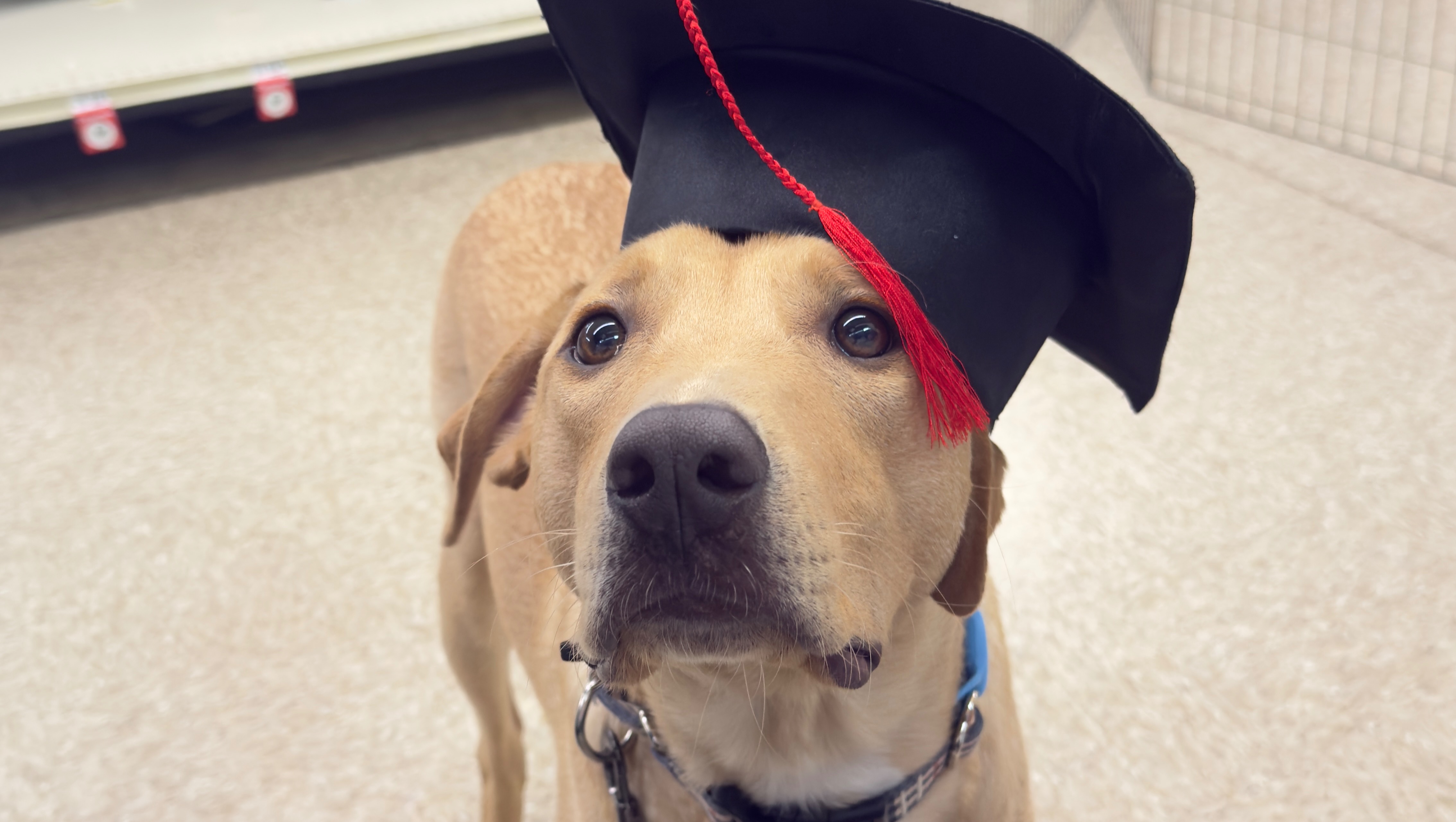 Fundraiser by Elizabeth Jacob : Help Kaylie Get a Service Dog for Type ...