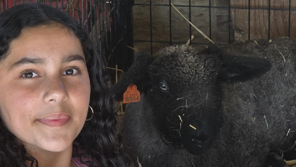 Fundraiser by Angelica Zavala : Support Isabella's 4H Journey: New Lamb ...