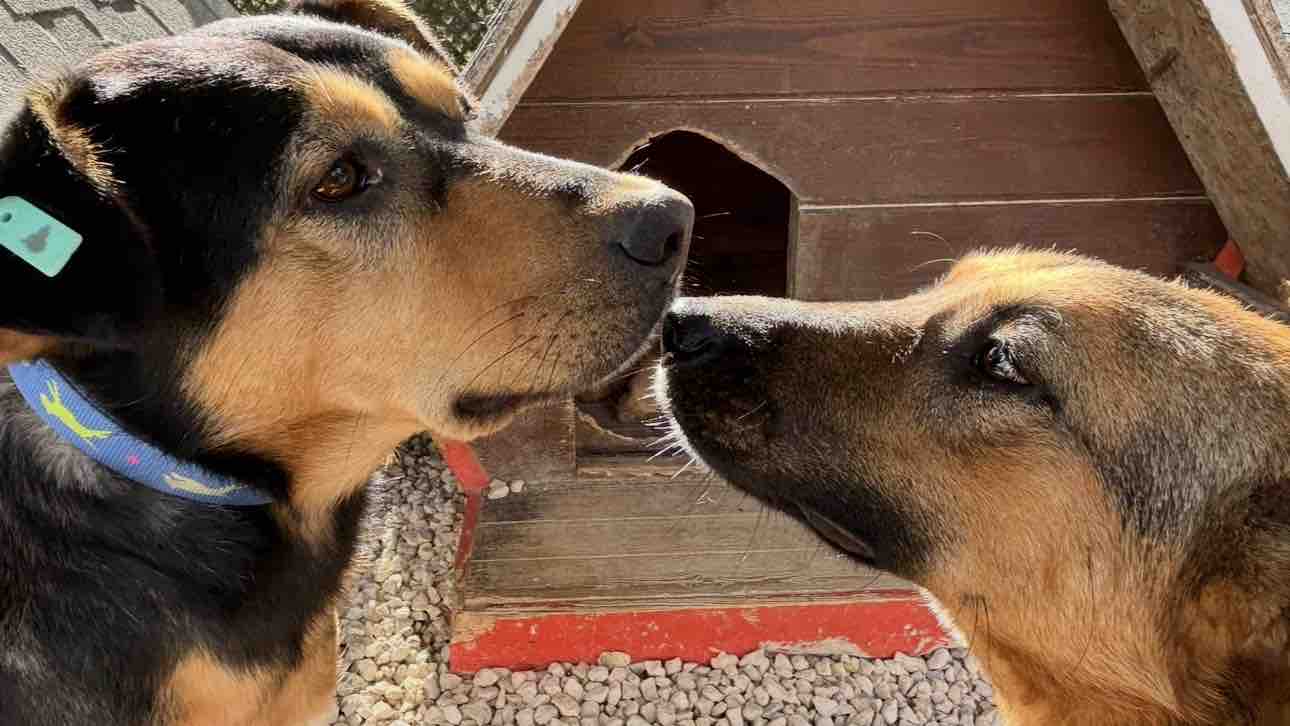 Fundraiser by Francesca Pacini : Randagi di Istanbul e la nuova “legge ...