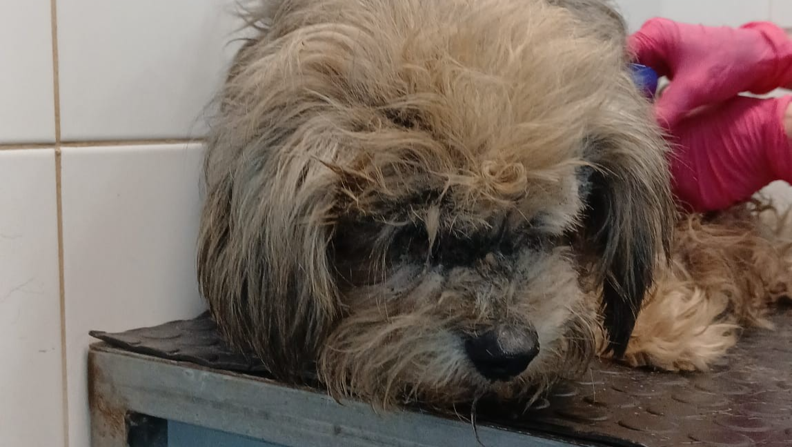 Fundraiser by ALMA Hondón : We Need Your Help to Save Little Nely!