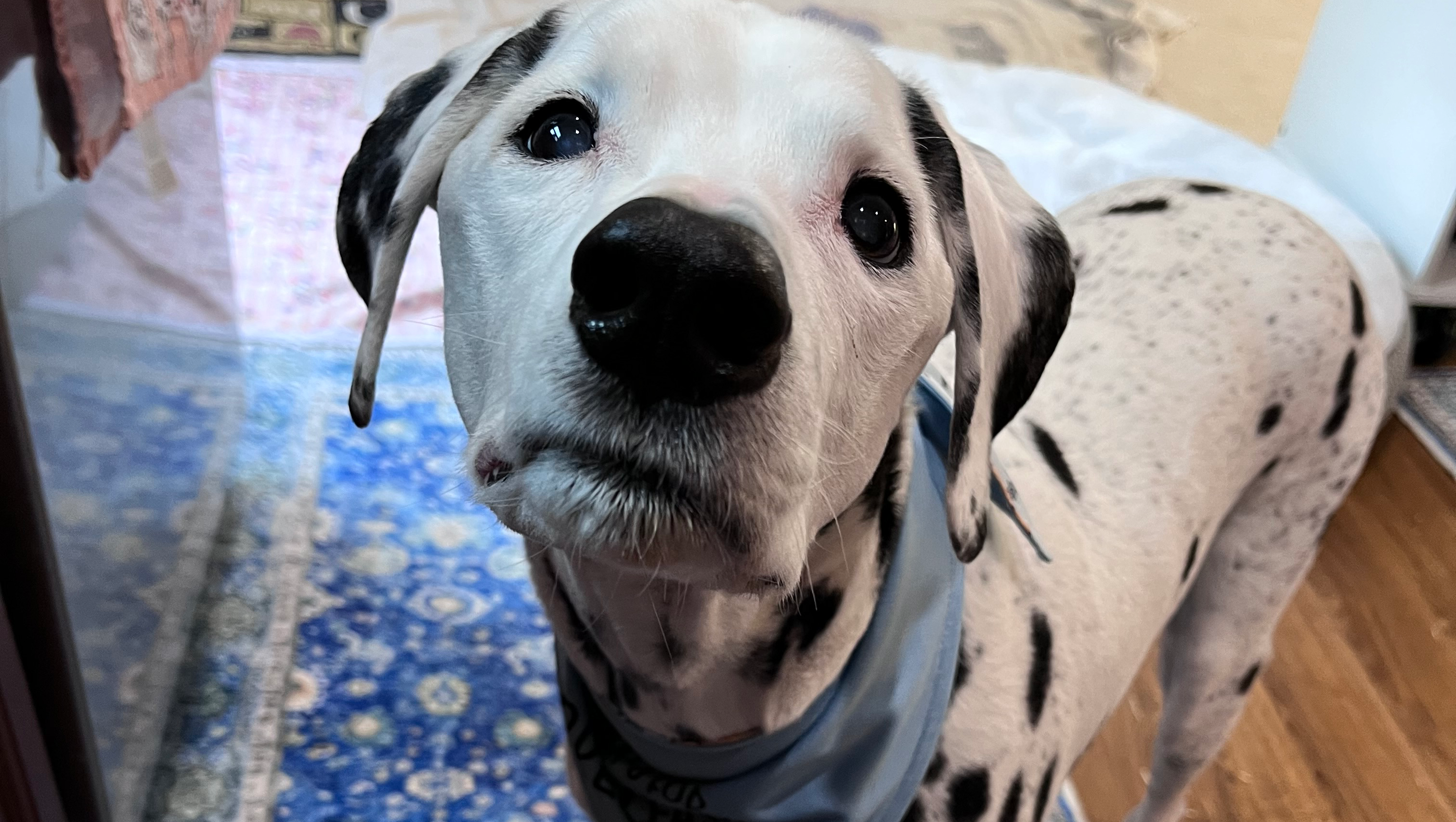 Fundraiser by Elizabeth Barber : Support Devon's Journey to Better Health