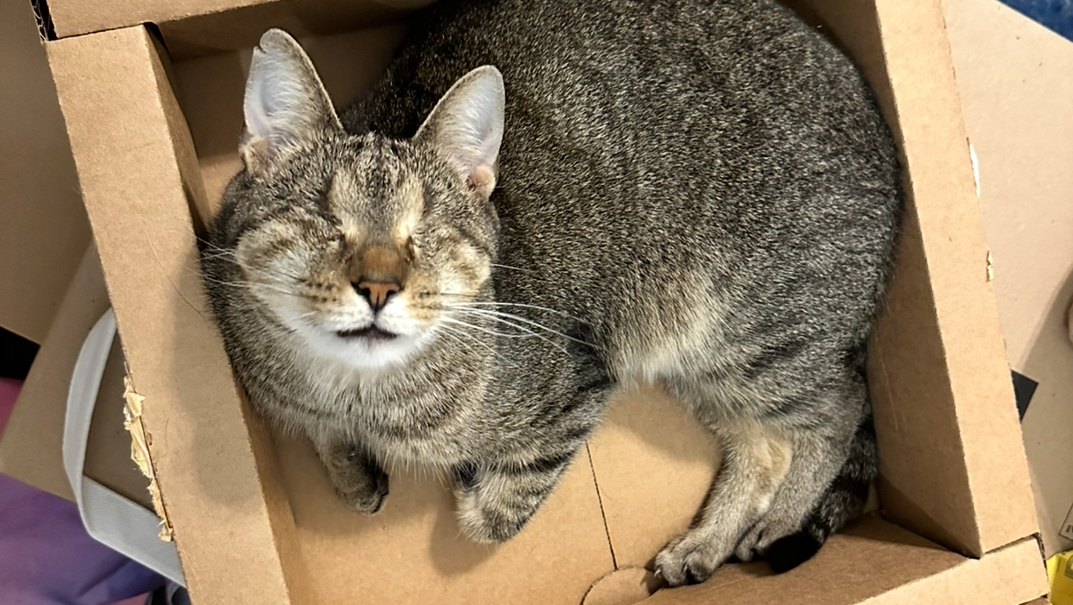 Fundraiser by Alex Marie : Please Help Save Scuttle - Blind Cat Needs ...